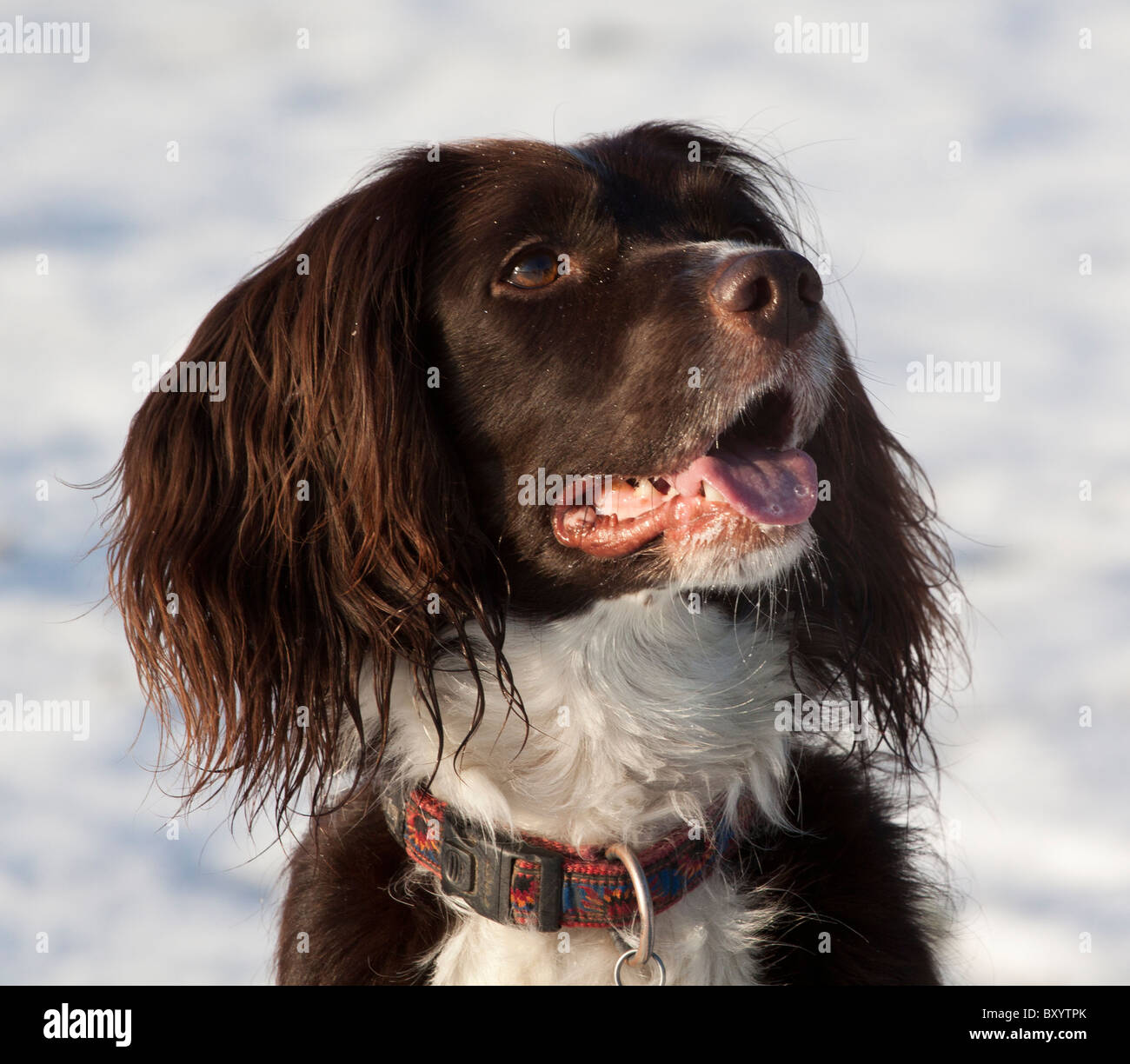Poppy the dog who is a Sprollie (Collie crossed with a springer spaniel ...