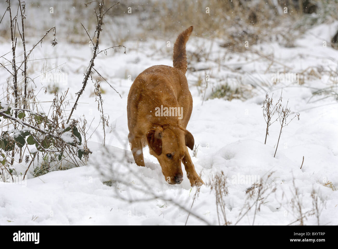 Labrador Retriever on a shoot Stock Photo - Alamy