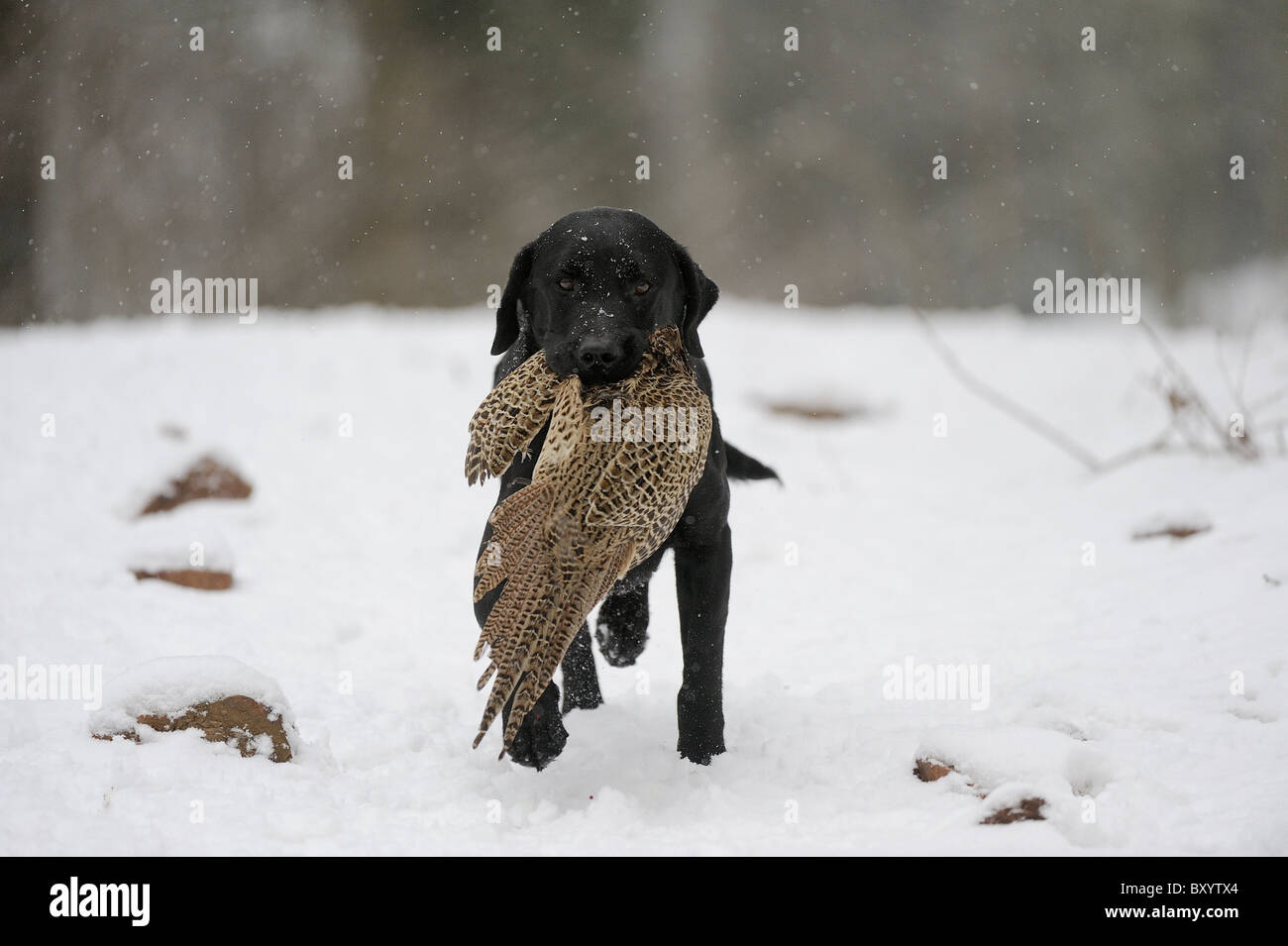 Labrador Retriever retrieving in snow on a shoot day Stock Photo - Alamy