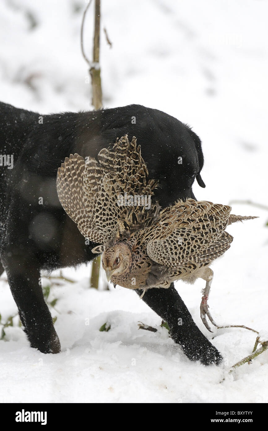 Labrador Retriever on a shoot day Stock Photo - Alamy