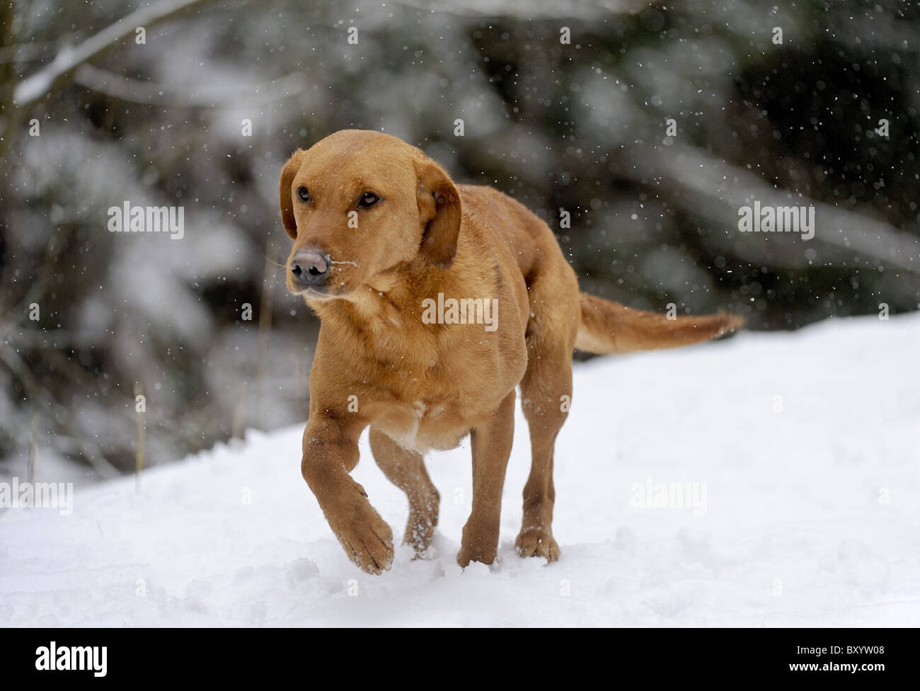 Labrador Retriever on a shoot Stock Photo - Alamy
