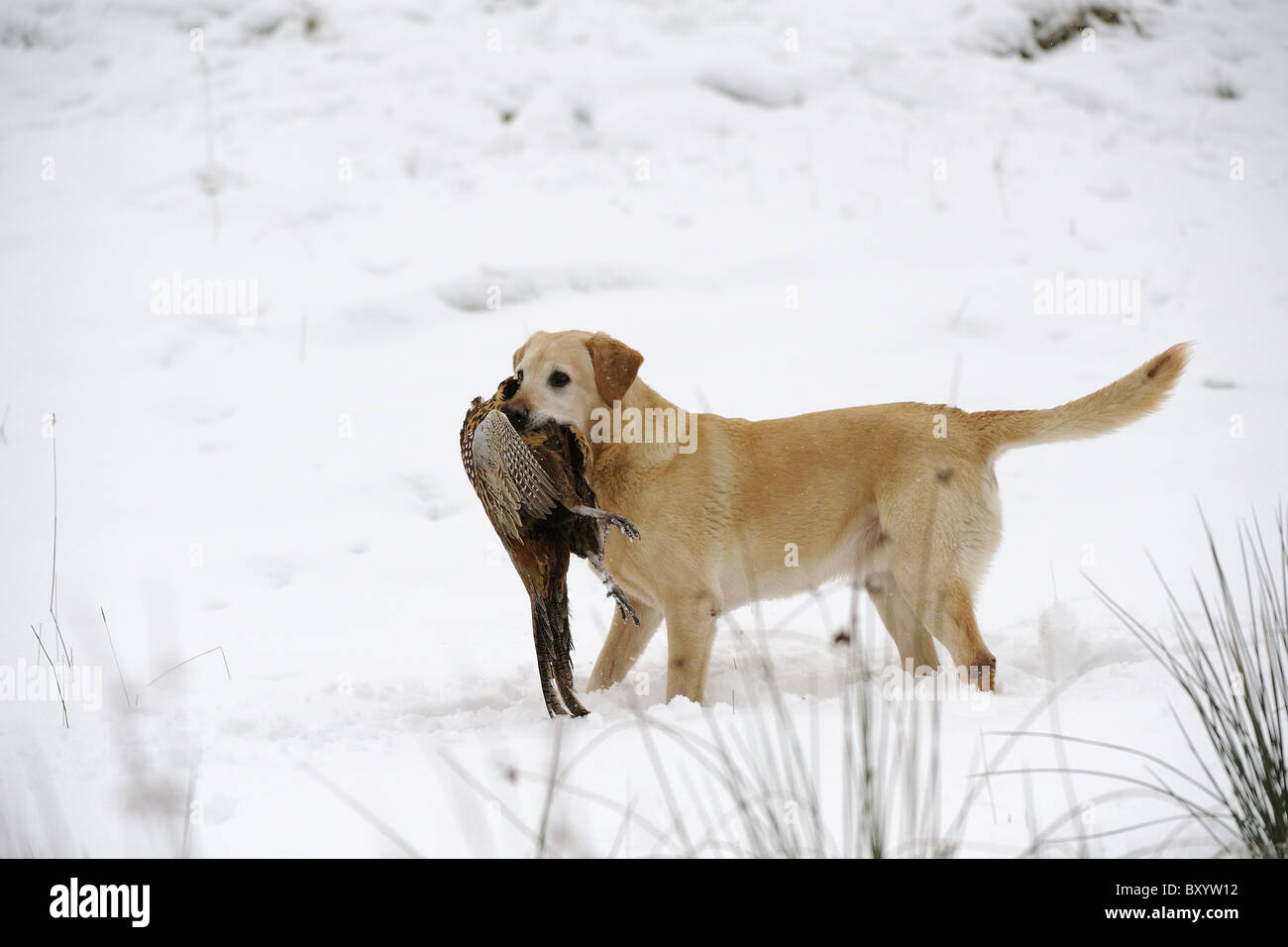 Blonde Labrador Retriever in snow on a shoot day Stock Photo - Alamy