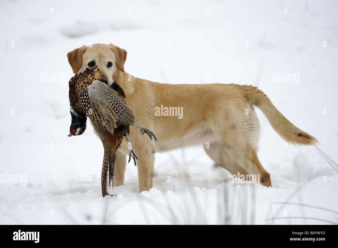 Blonde Labrador Retriever in snow on a shoot day Stock Photo - Alamy