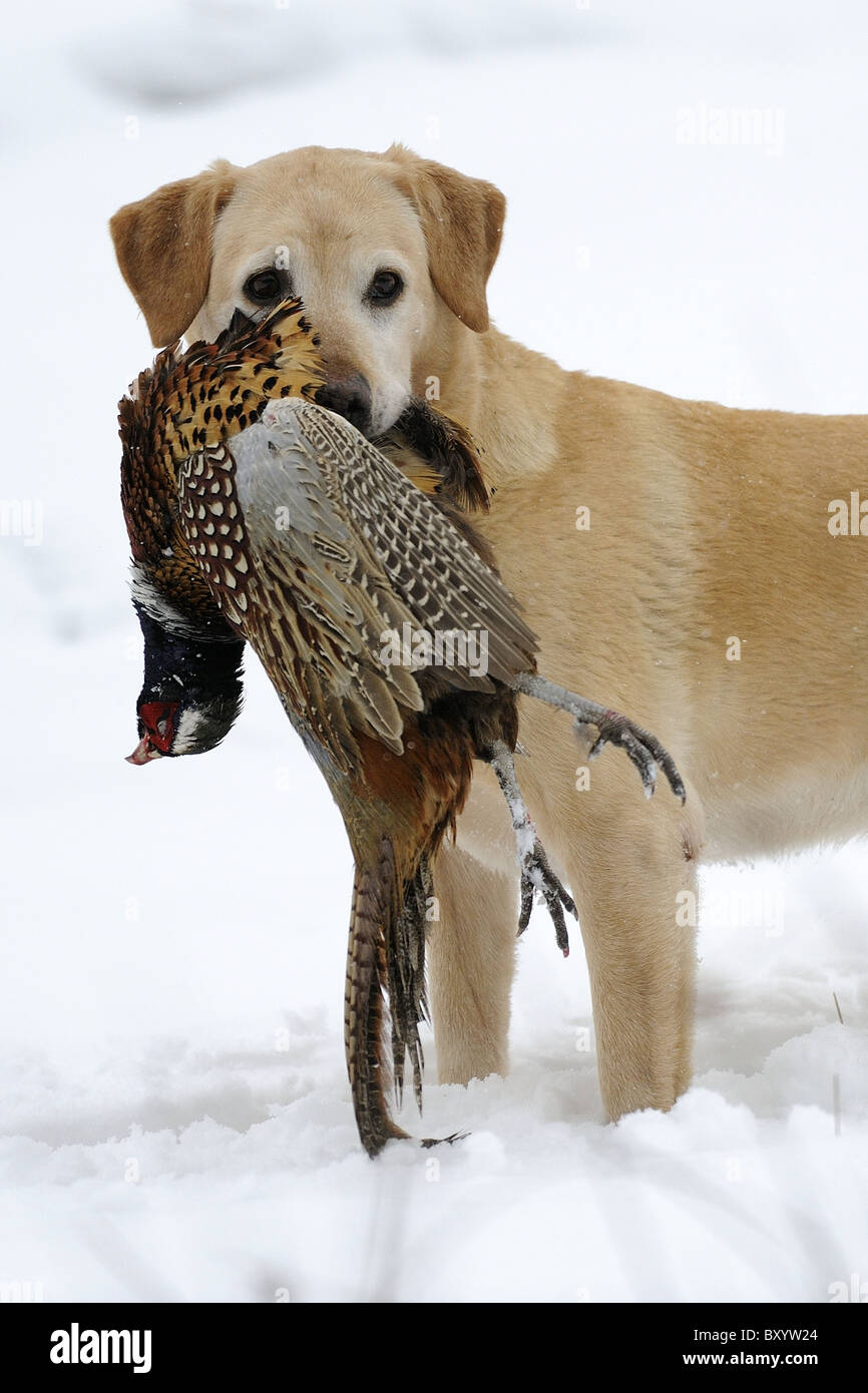 Blonde Labrador Retriever in snow on a shoot day Stock Photo - Alamy