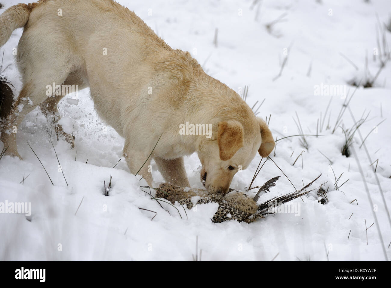 Blonde Labrador Retriever in snow on a shoot day Stock Photo - Alamy