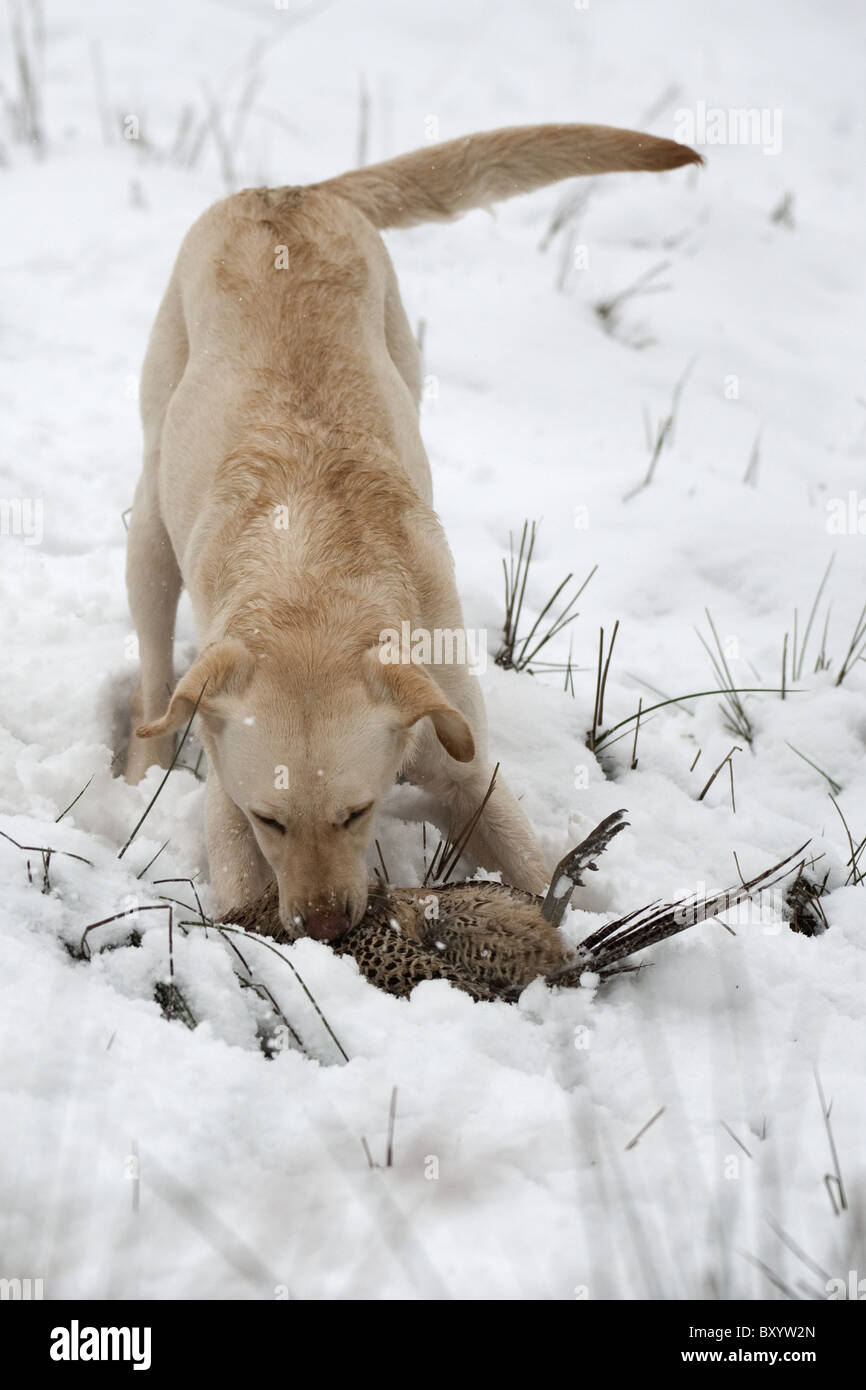 Labrador with pheasant in snow hi-res stock photography and images - Alamy