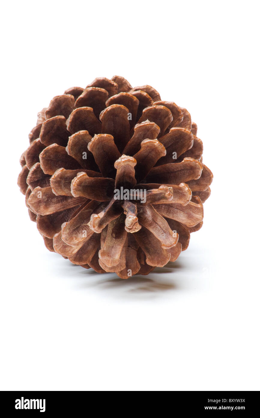 Fallen pinecones close up hi-res stock photography and images - Alamy
