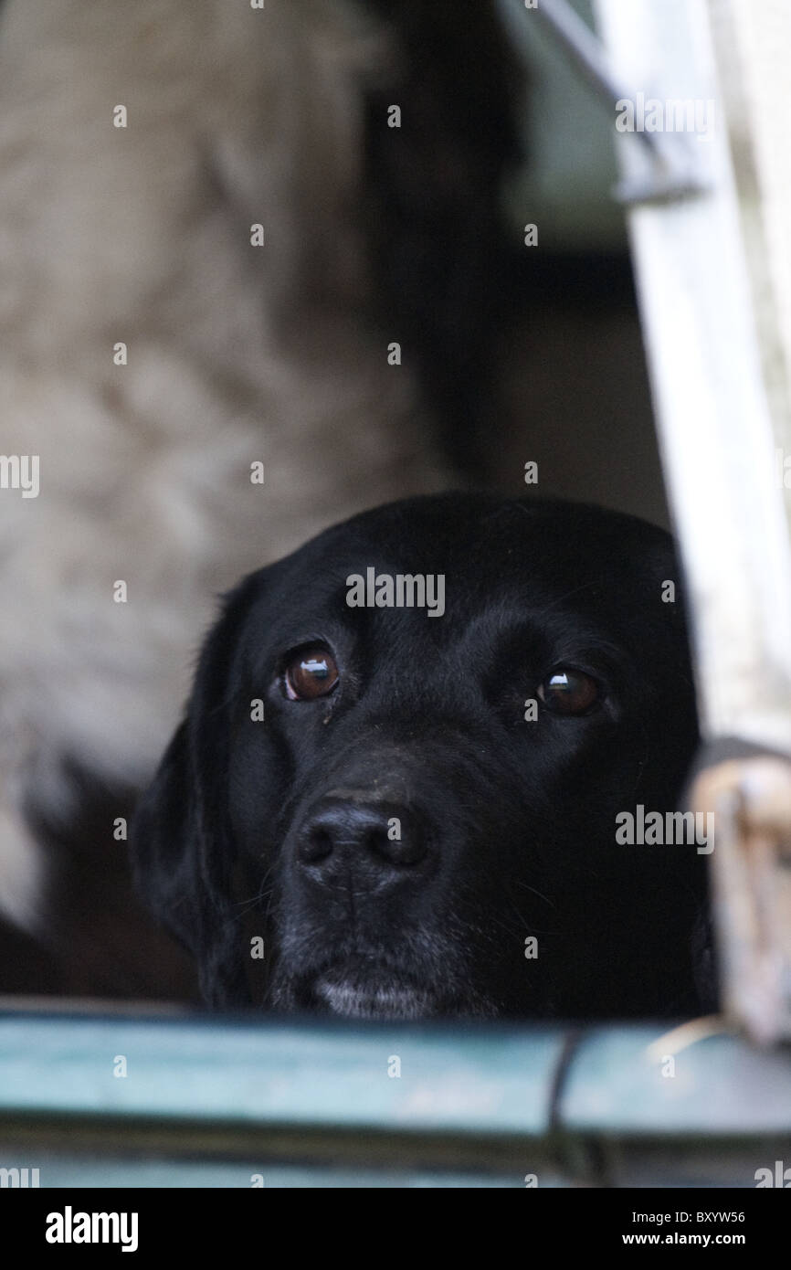 Labrador retriever in back vehicle hi-res stock photography and images ...