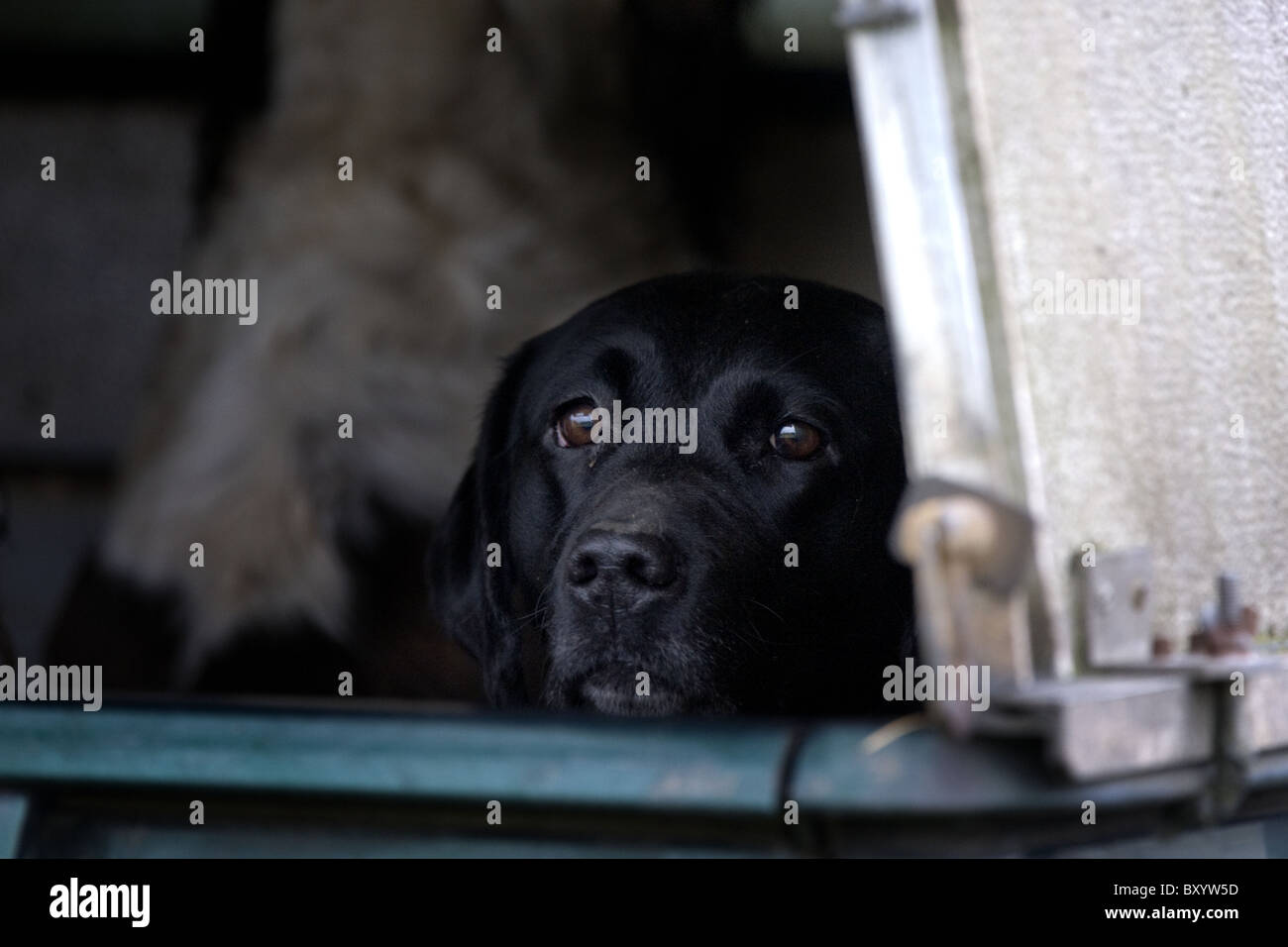 Labrador retriever in back vehicle hi-res stock photography and images ...