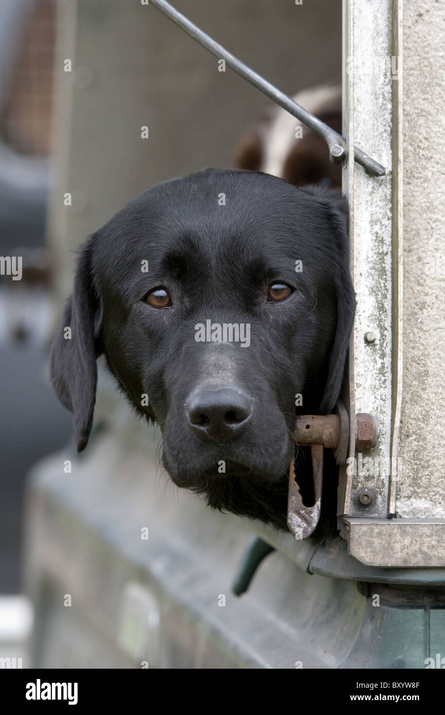 Labrador Retriever in the back of a vehicle on a shoot day Stock Photo ...