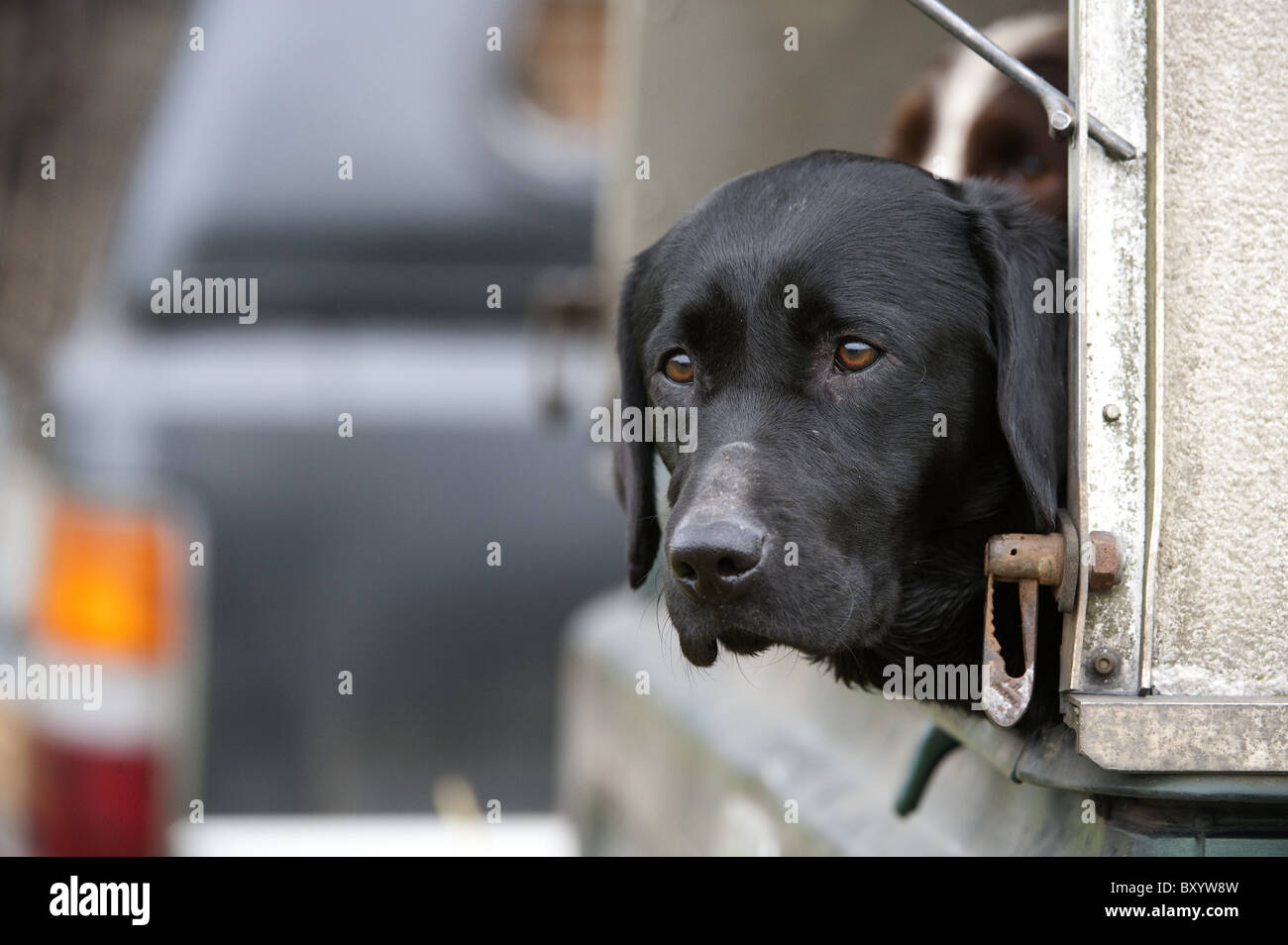 Labrador Retriever in the back of a vehicle on a shoot day Stock Photo ...