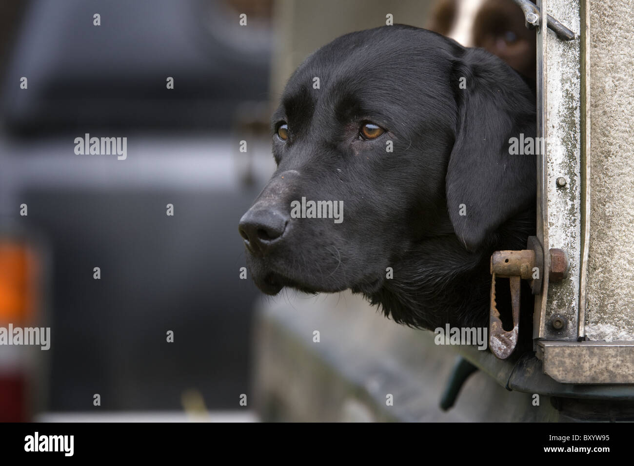 Labrador retriever in back vehicle hi-res stock photography and images ...