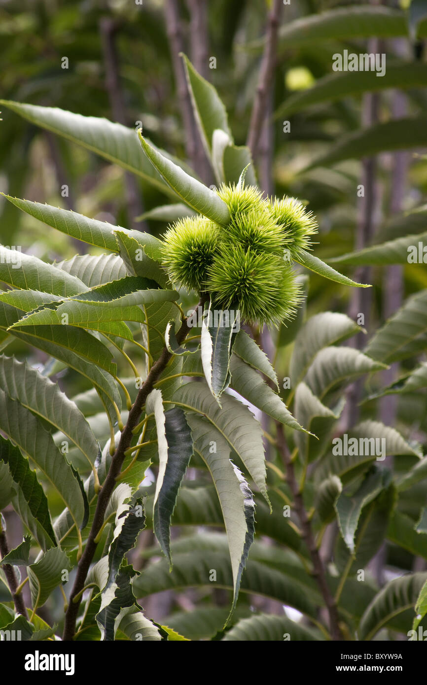 Castanea sativa garden hi-res stock photography and images - Alamy