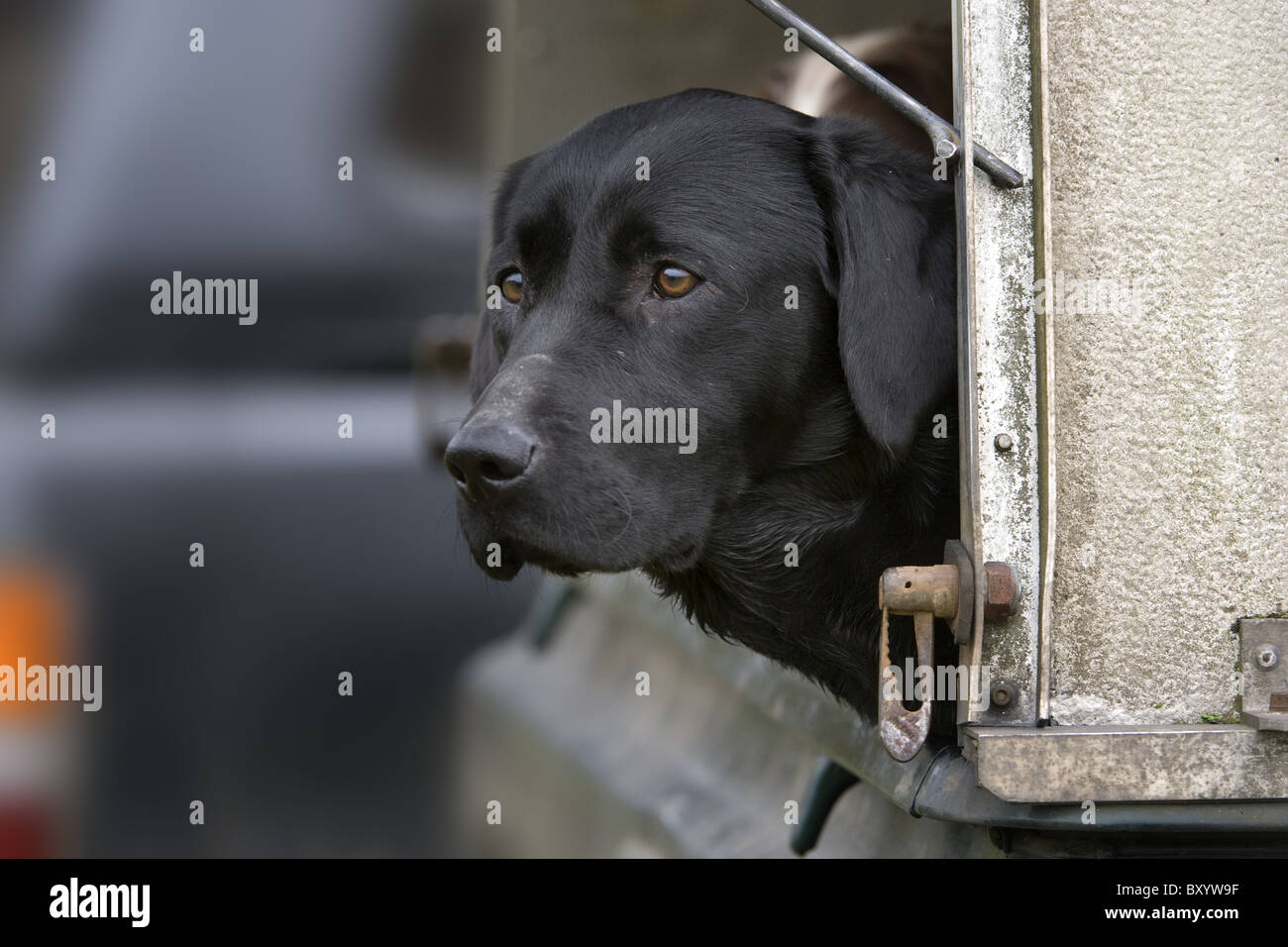 Labrador retriever in back vehicle hi-res stock photography and images ...