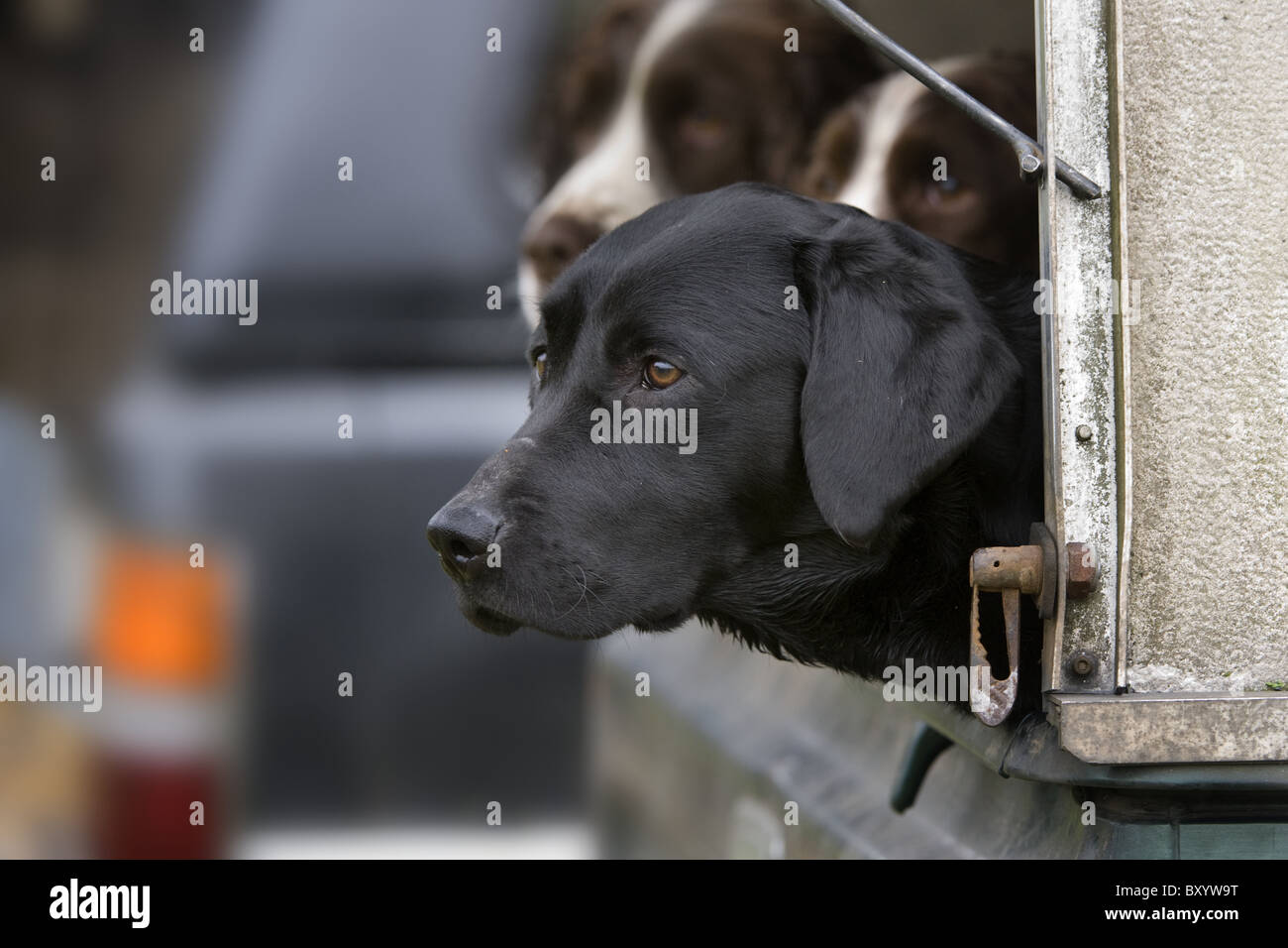 Labrador Retriever in the back of a vehicle on a shoot day Stock Photo ...