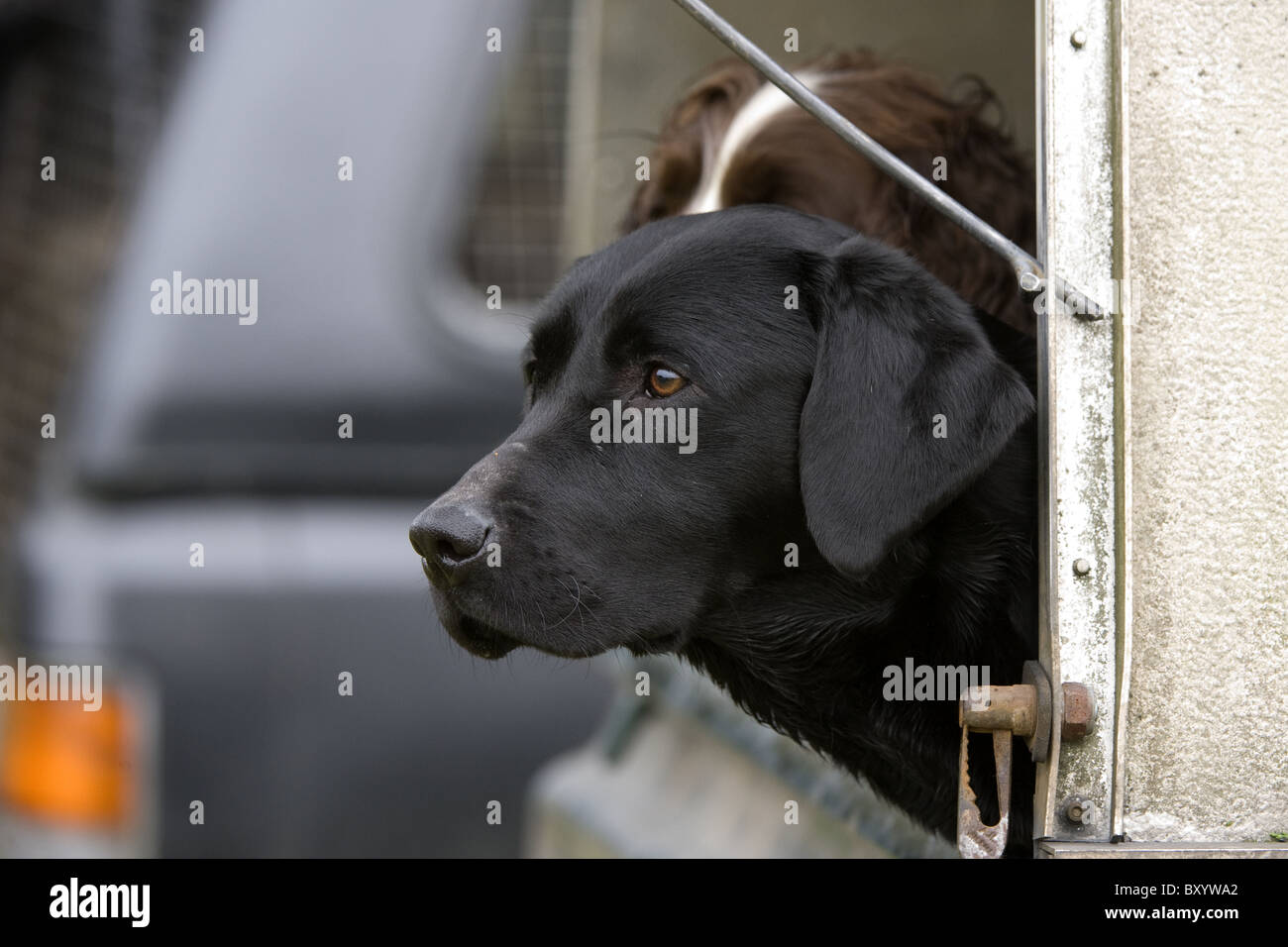 Labrador Retriever in the back of a vehicle on a shoot day Stock Photo ...