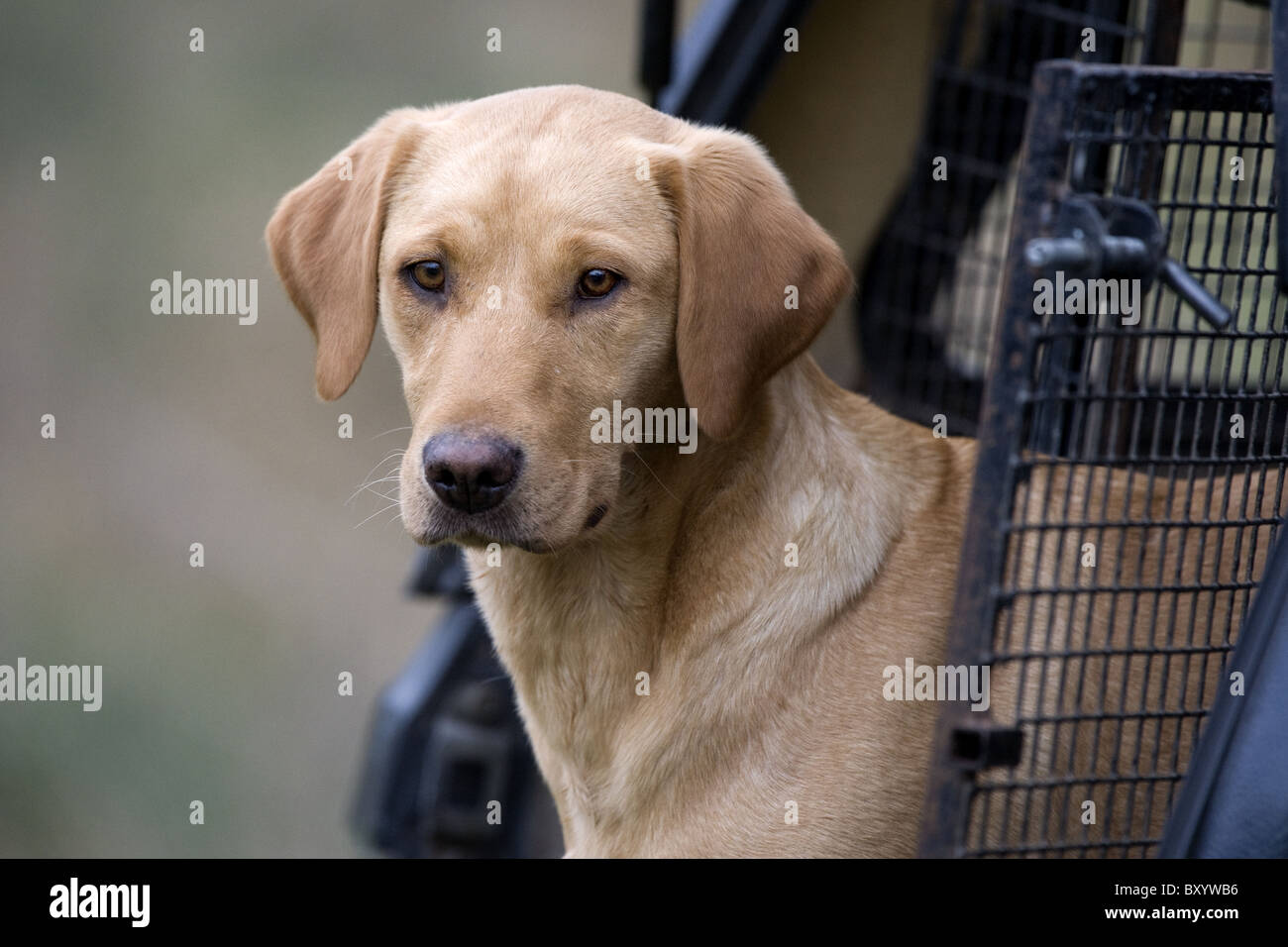Labrador Retriever in back of vehicle at a shoot day Stock Photo - Alamy
