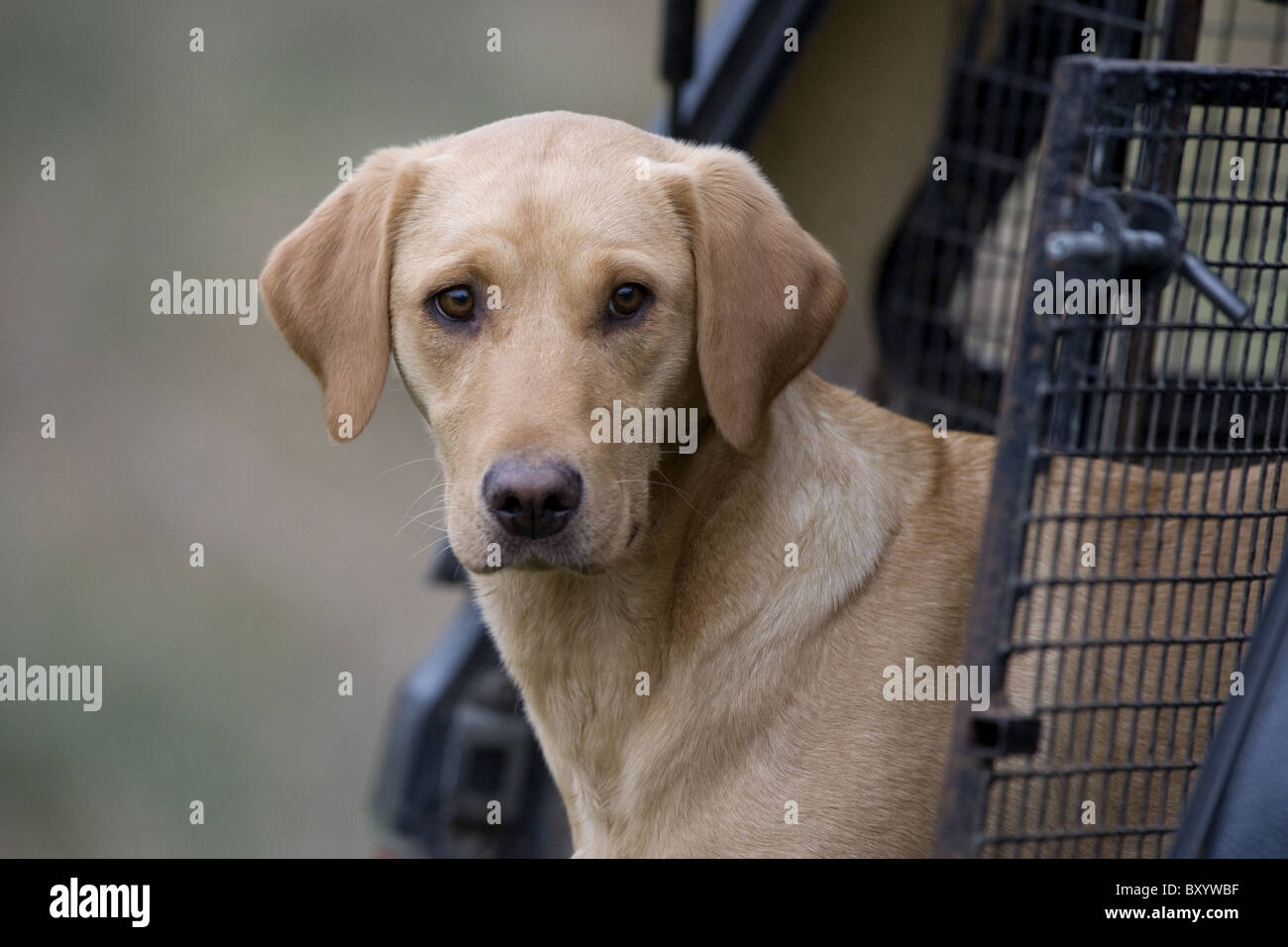 Labrador retriever in back vehicle hi-res stock photography and images ...