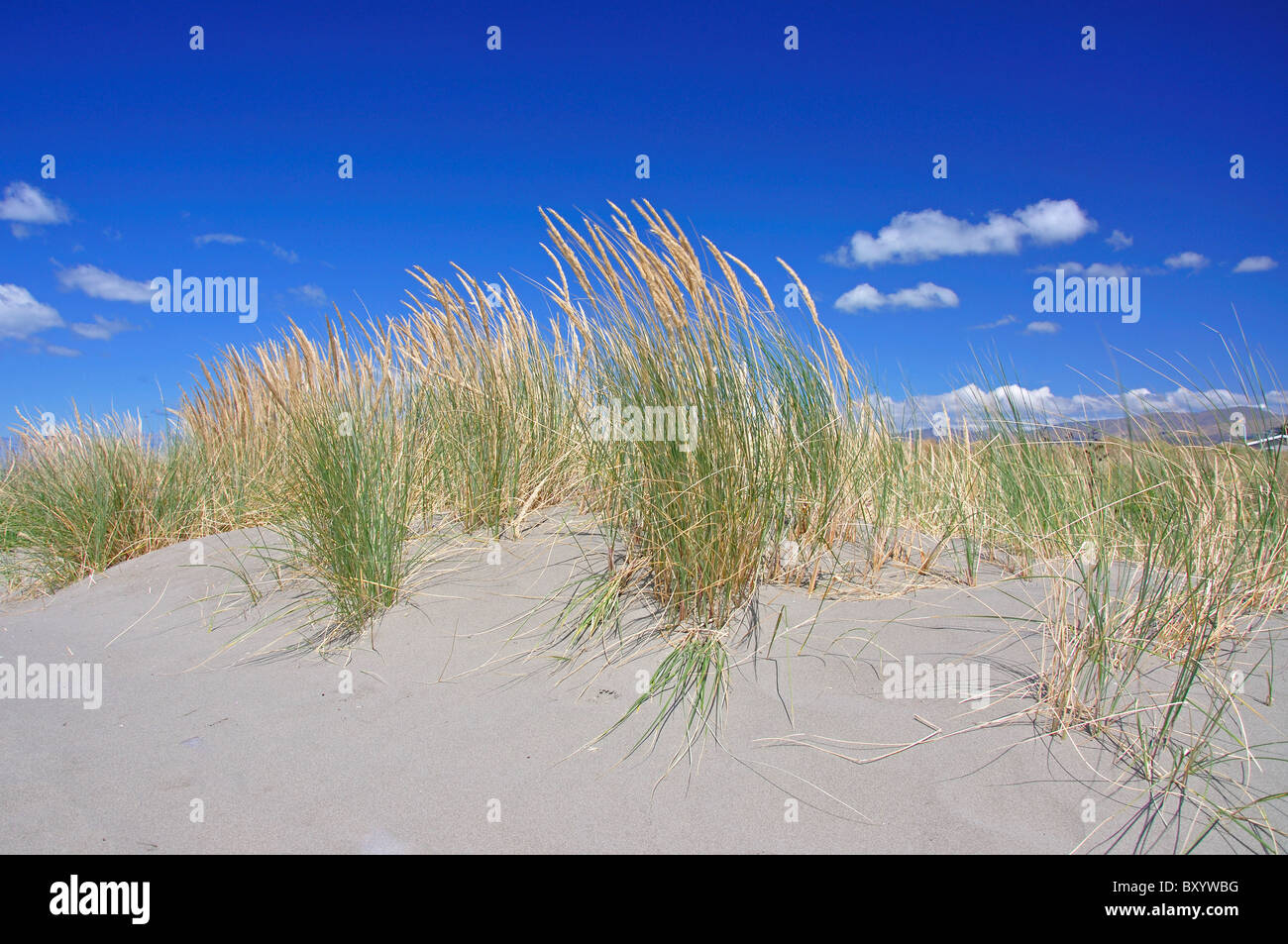 Sand dunes at New Brighton Beach, New Brighton, Christchurch ...