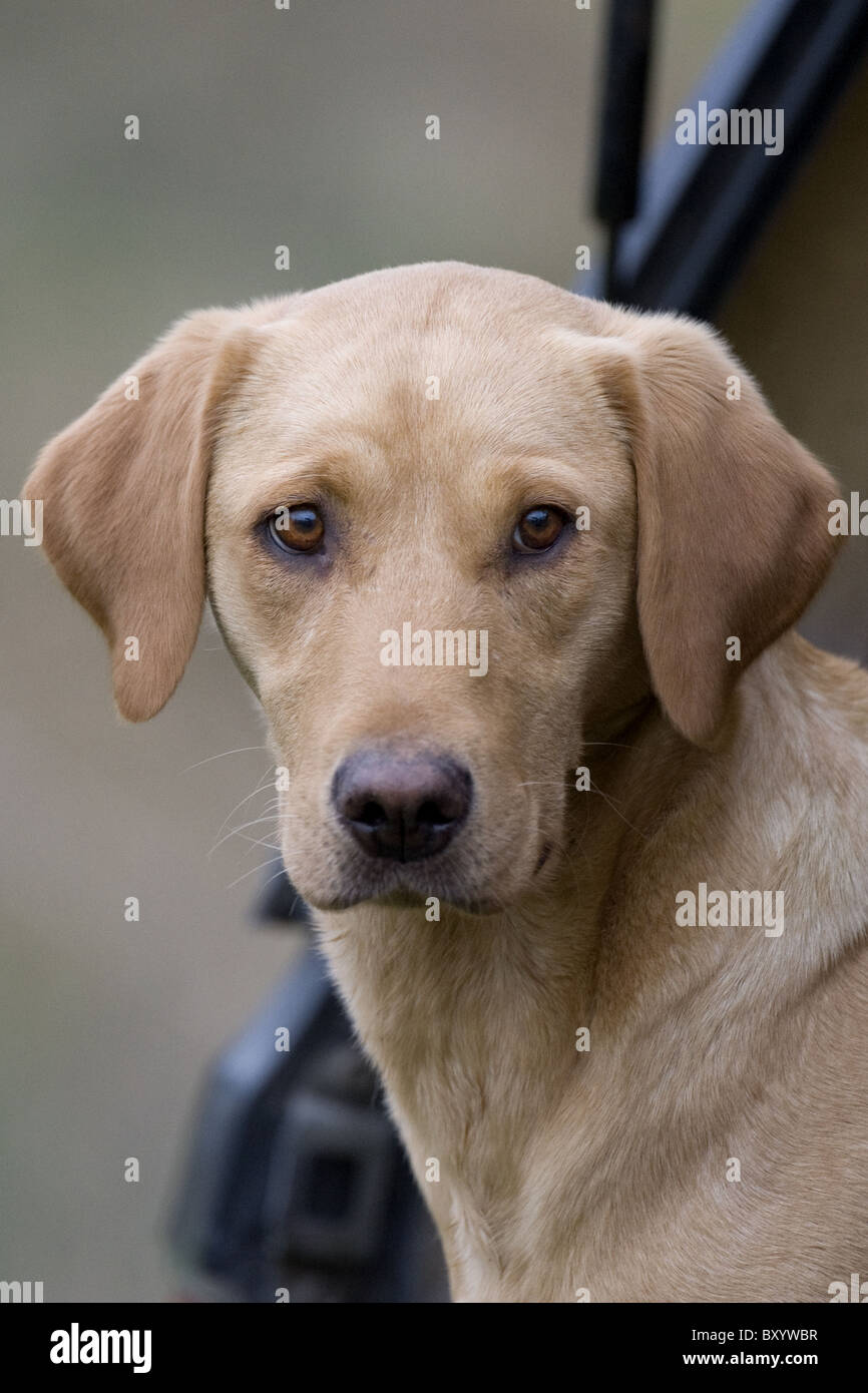 Labrador retriever in back vehicle hi-res stock photography and images ...