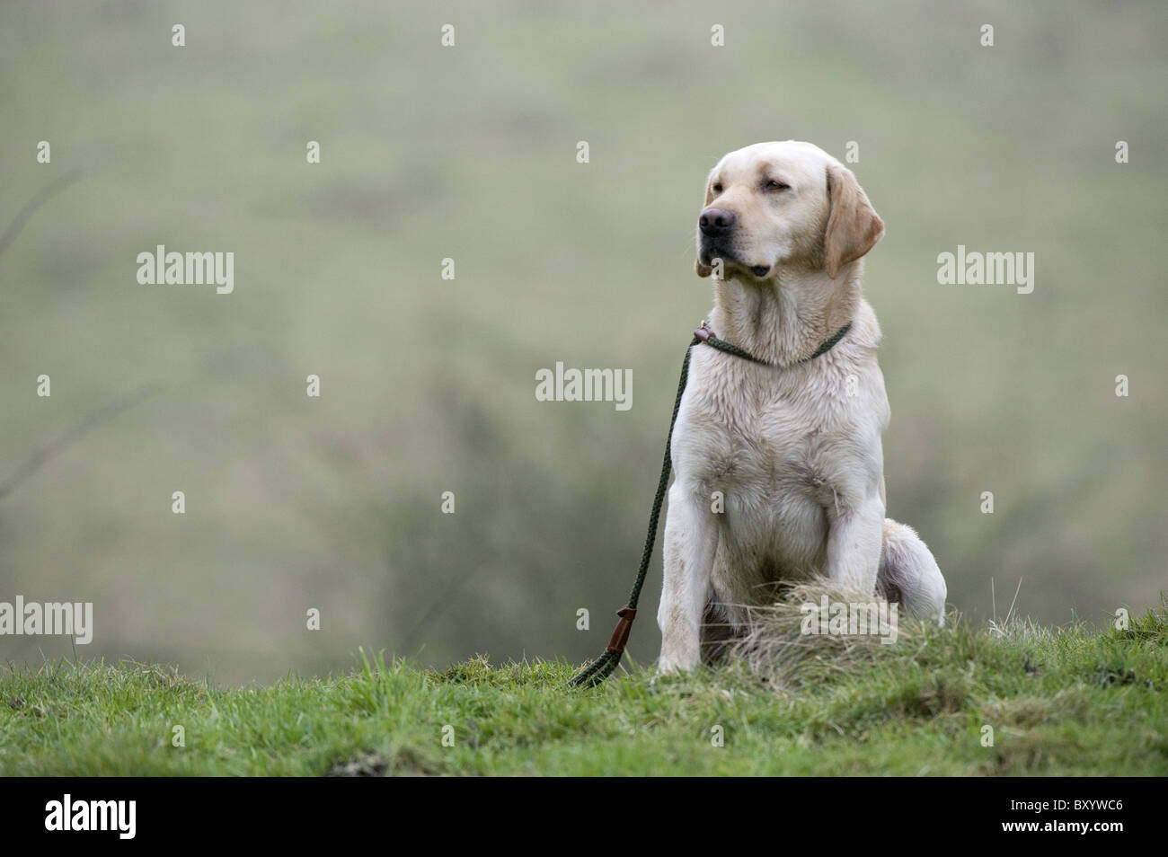 Labrador Retriever on a shoot day Stock Photo - Alamy