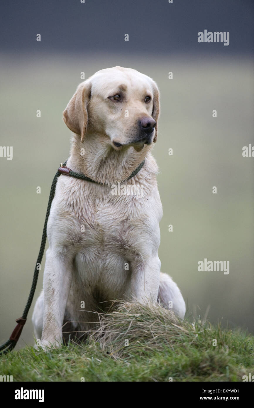 Labrador Retriever on a shoot day Stock Photo - Alamy