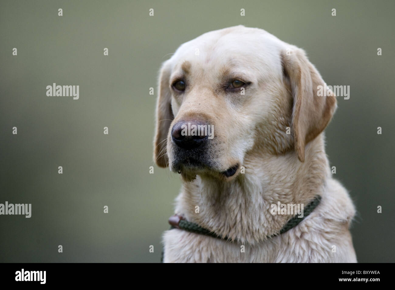 Labrador Retriever on a shoot day Stock Photo - Alamy