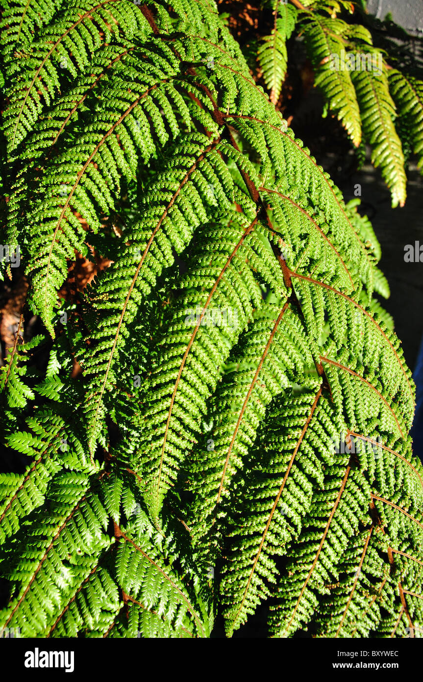 Native fern hi-res stock photography and images - Alamy