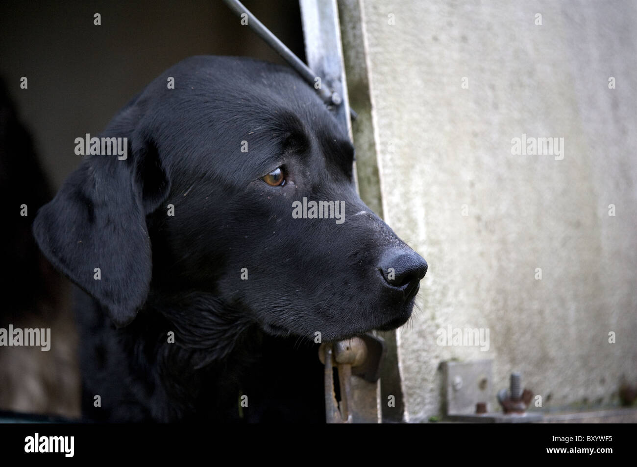 Labrador retriever in back vehicle hi-res stock photography and images ...