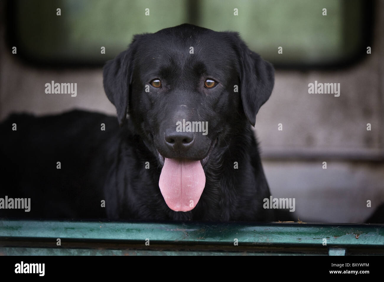 Labrador Retriever in the back of a vehicle on a shoot day Stock Photo ...