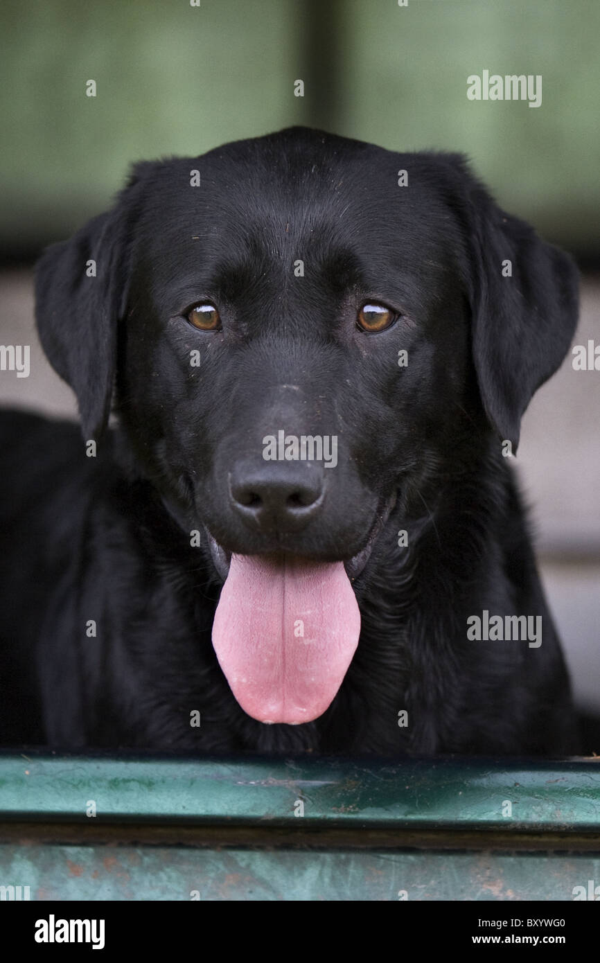 Labrador Retriever in the back of a vehicle on a shoot day Stock Photo ...