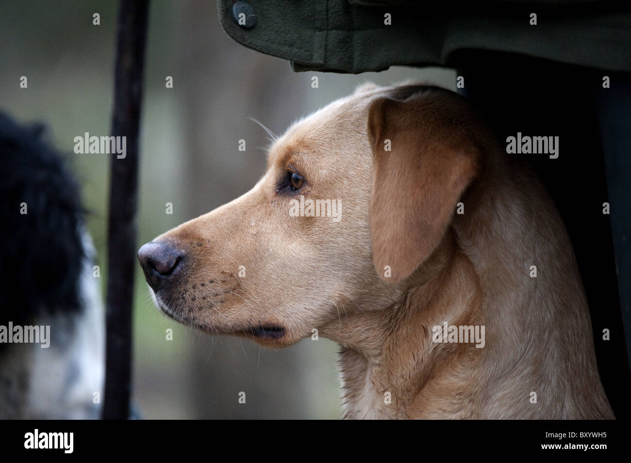 Labrador retriever in back vehicle hi-res stock photography and images ...