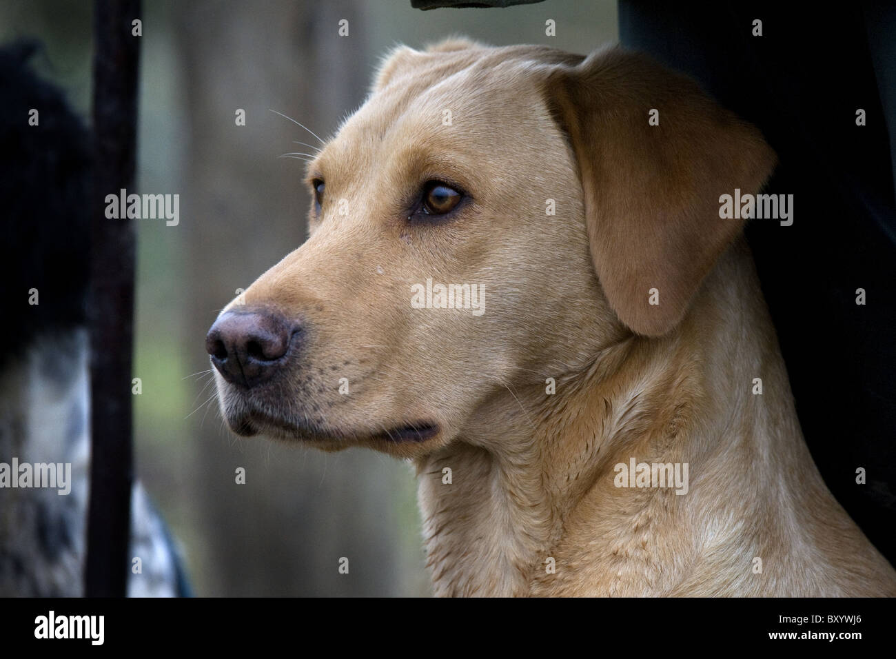 Labrador Retriever on a shoot day Stock Photo - Alamy