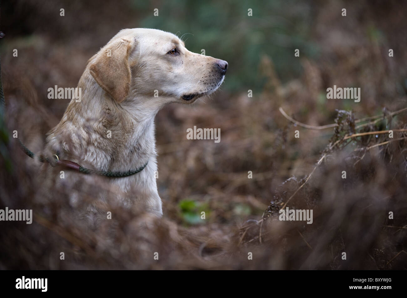 Labrador Retriever on a shoot day Stock Photo - Alamy