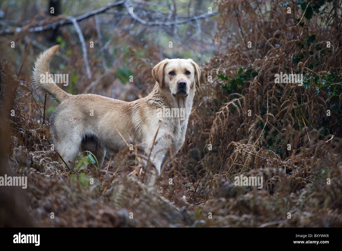 Labrador Retriever on a shoot day Stock Photo - Alamy