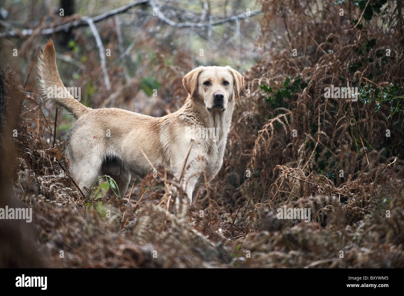 Labrador Retriever on a shoot day Stock Photo - Alamy