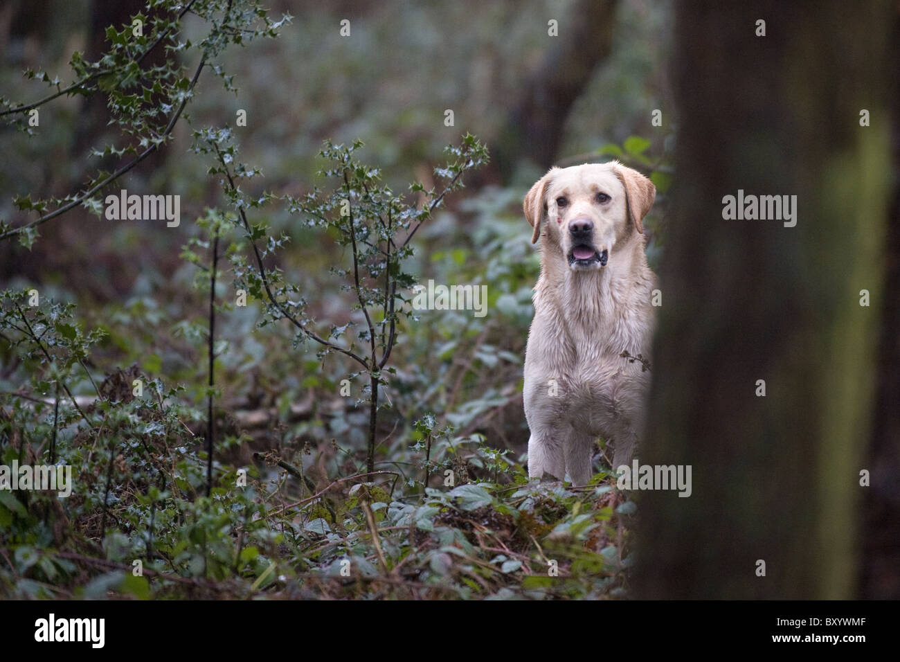 Labrador Retriever on a shoot day Stock Photo - Alamy
