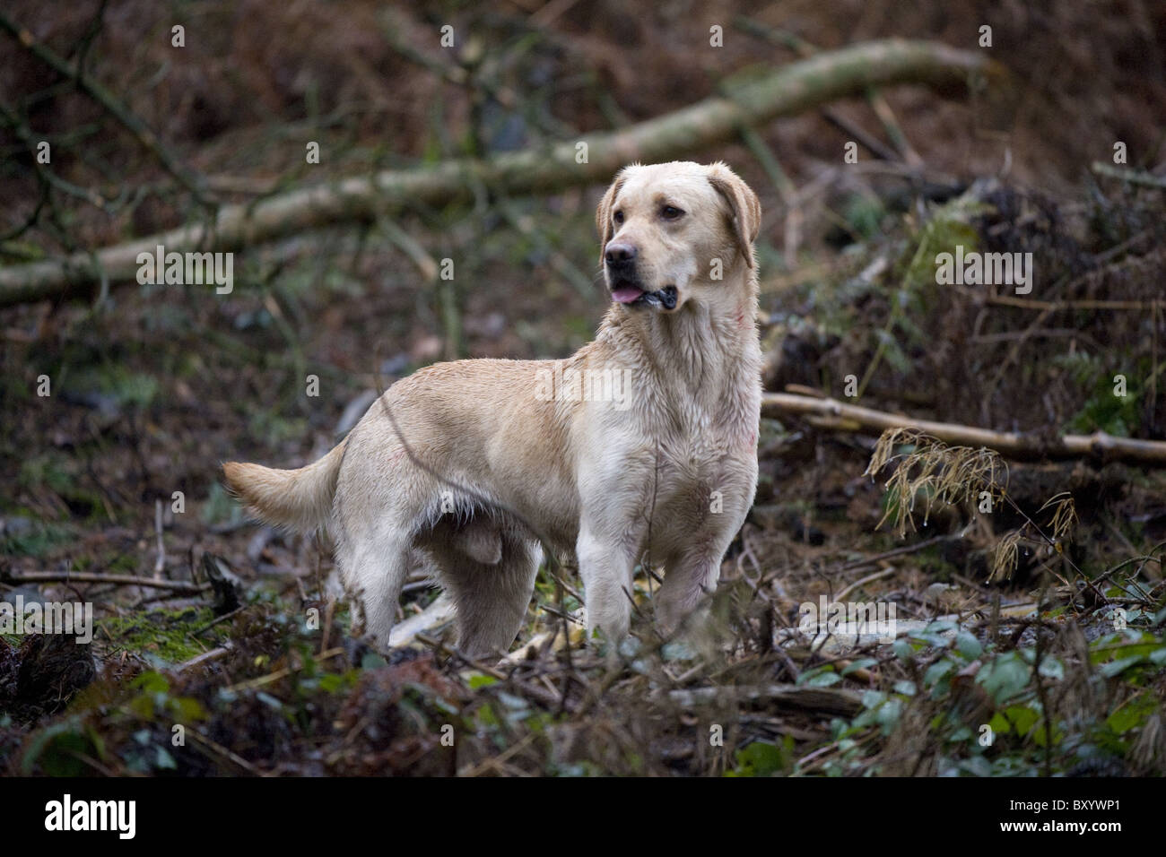 Labrador Retriever on a shoot day Stock Photo - Alamy