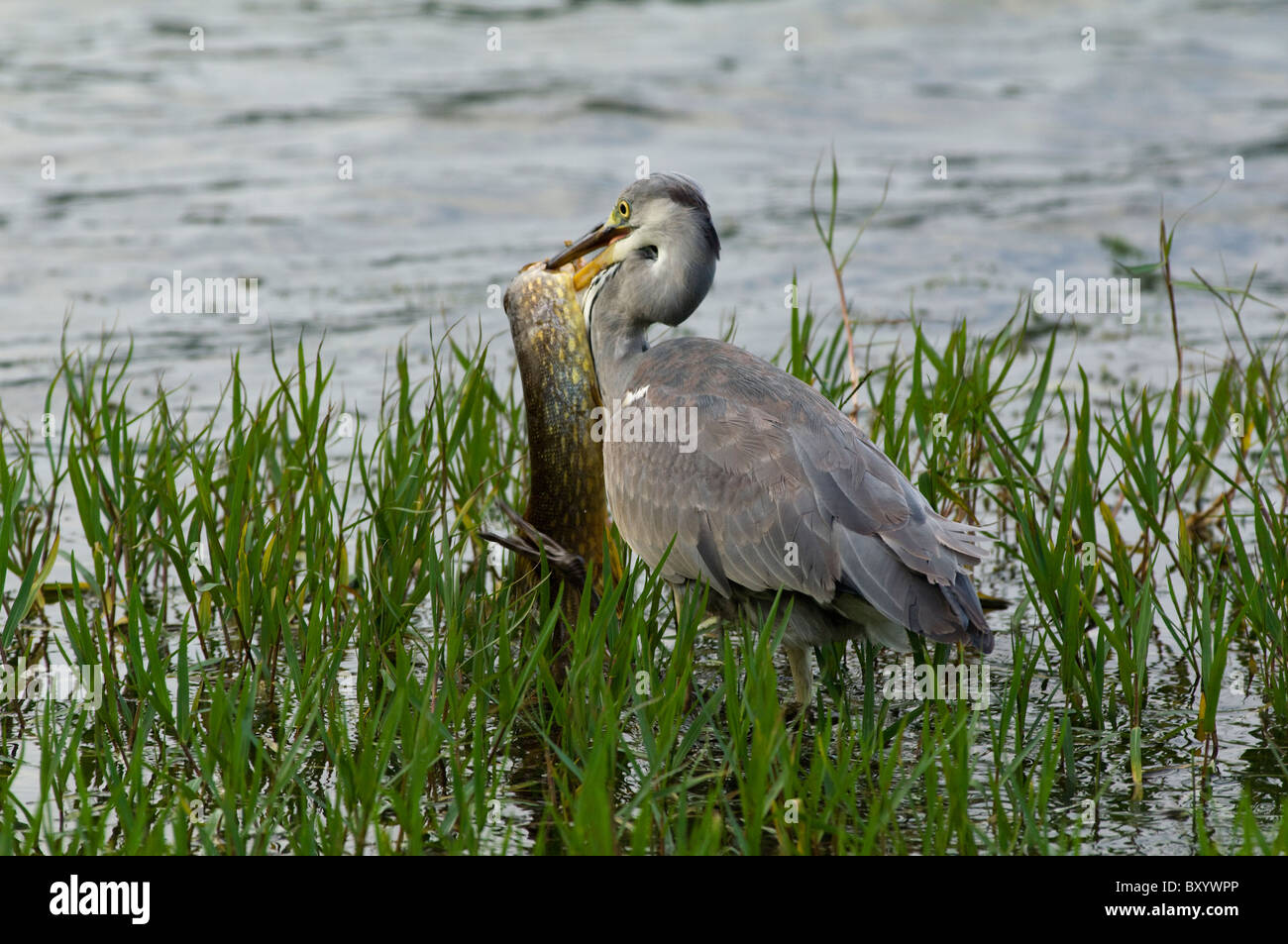 Large fish eating wetland bird hi-res stock photography and images - Alamy