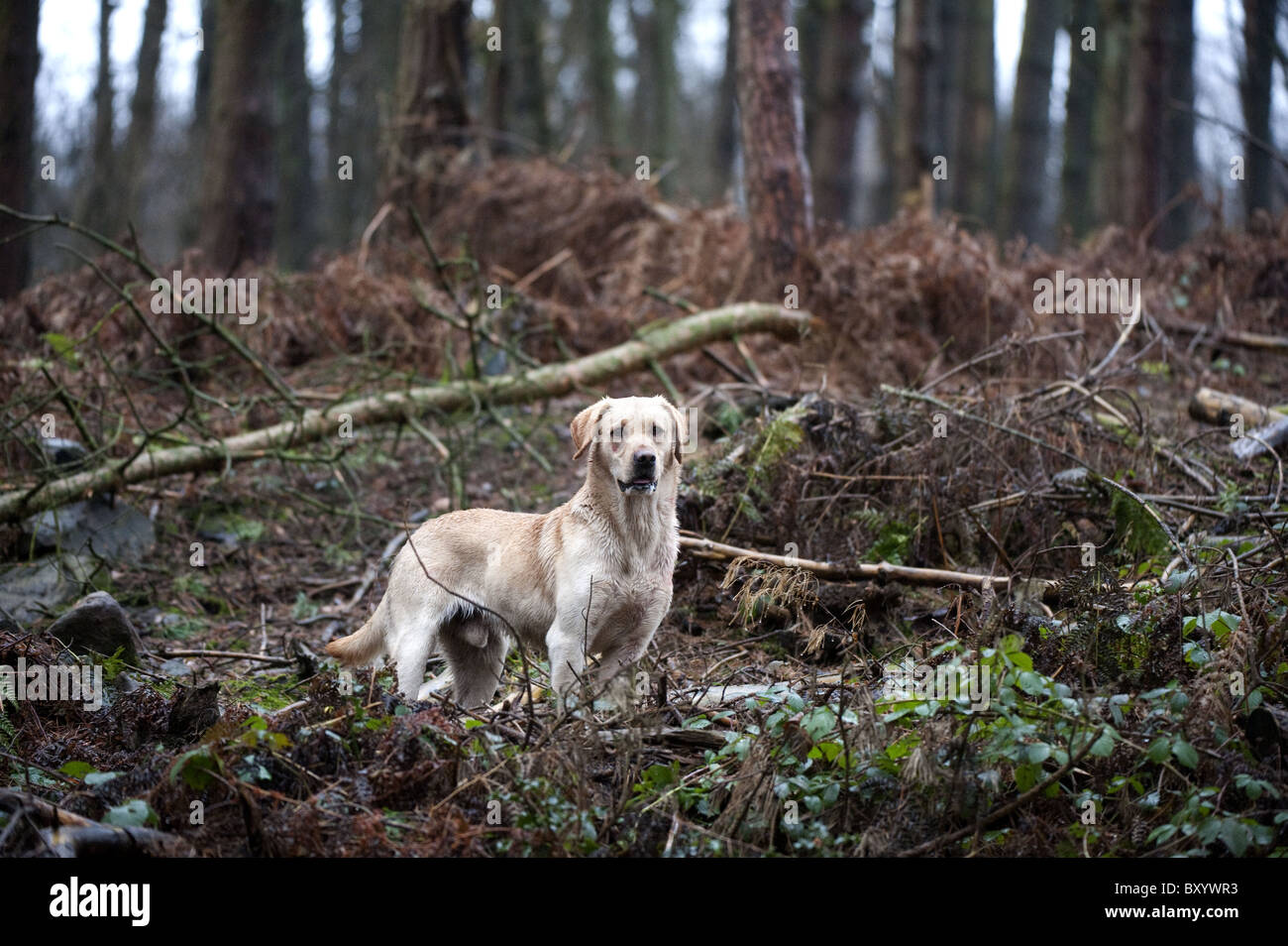 Labrador Retriever on a shoot day Stock Photo - Alamy