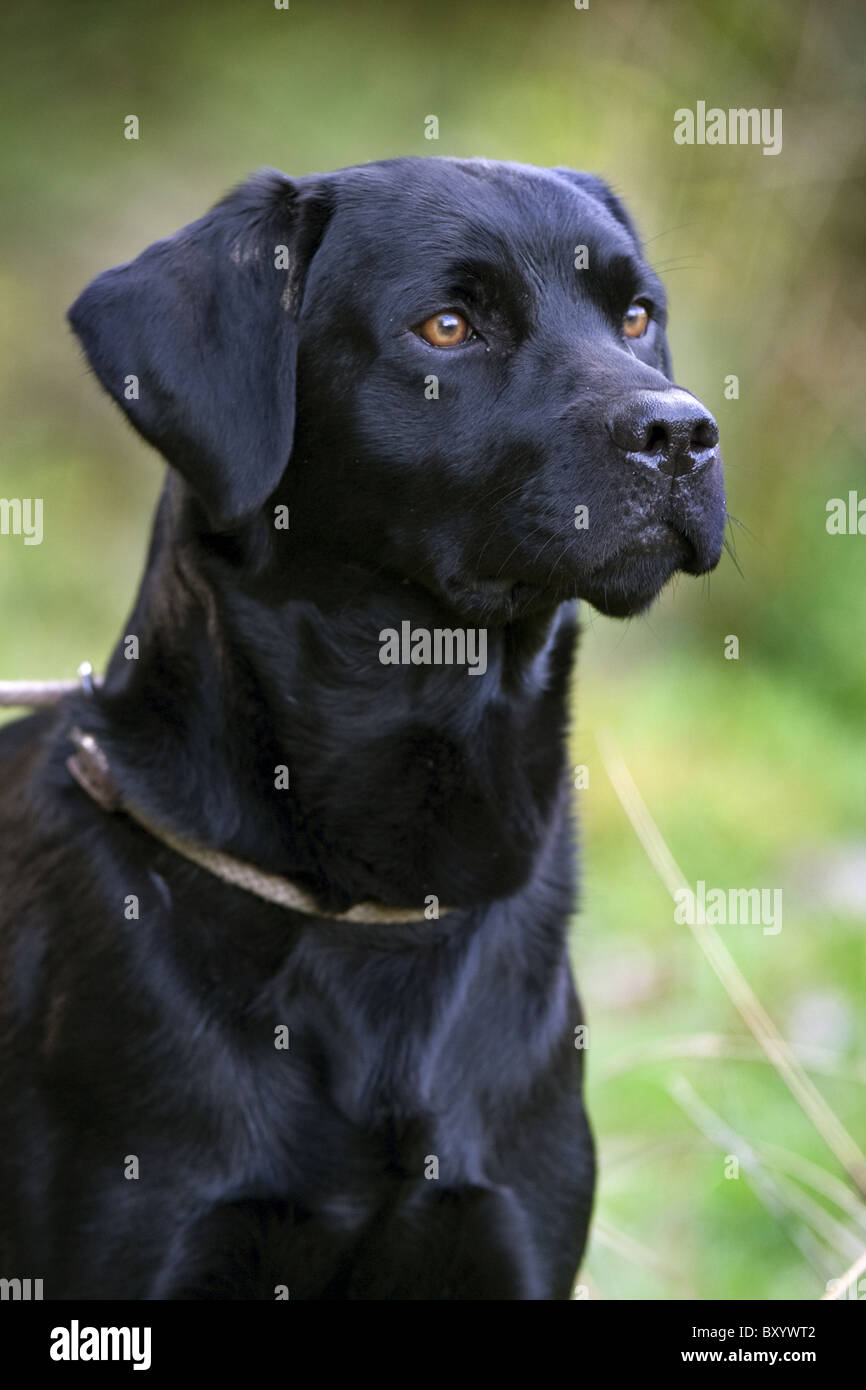 Labrador Retriever on a shoot day Stock Photo - Alamy