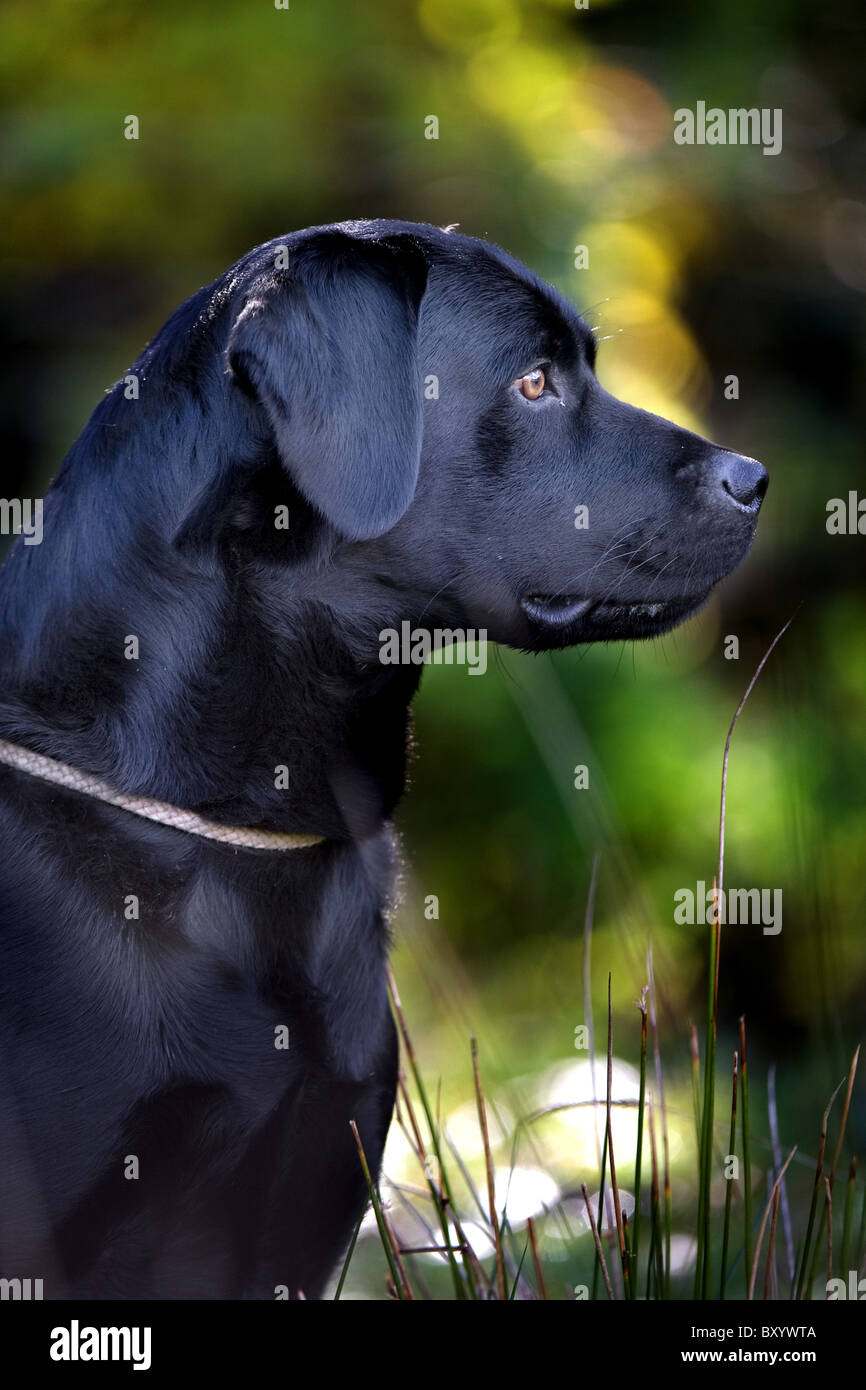 Labrador Retriever on a shoot day Stock Photo - Alamy