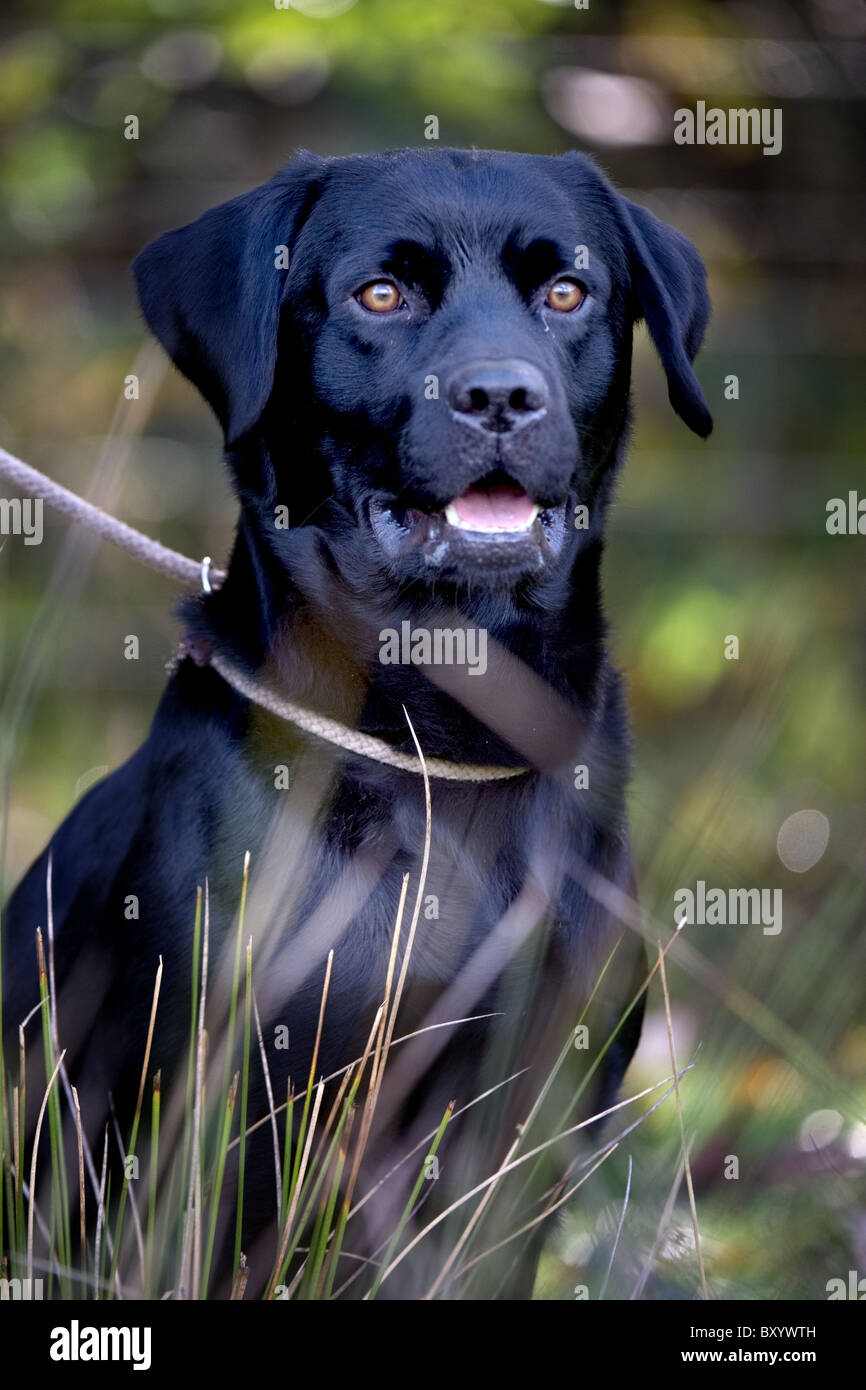 Labrador Retriever on a shoot day Stock Photo - Alamy