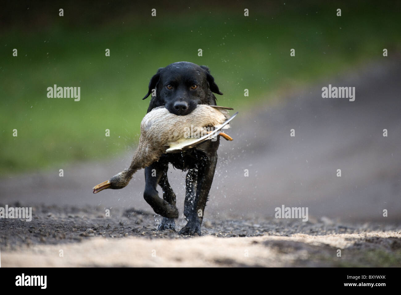 Black labrador with duck hi-res stock photography and images - Alamy