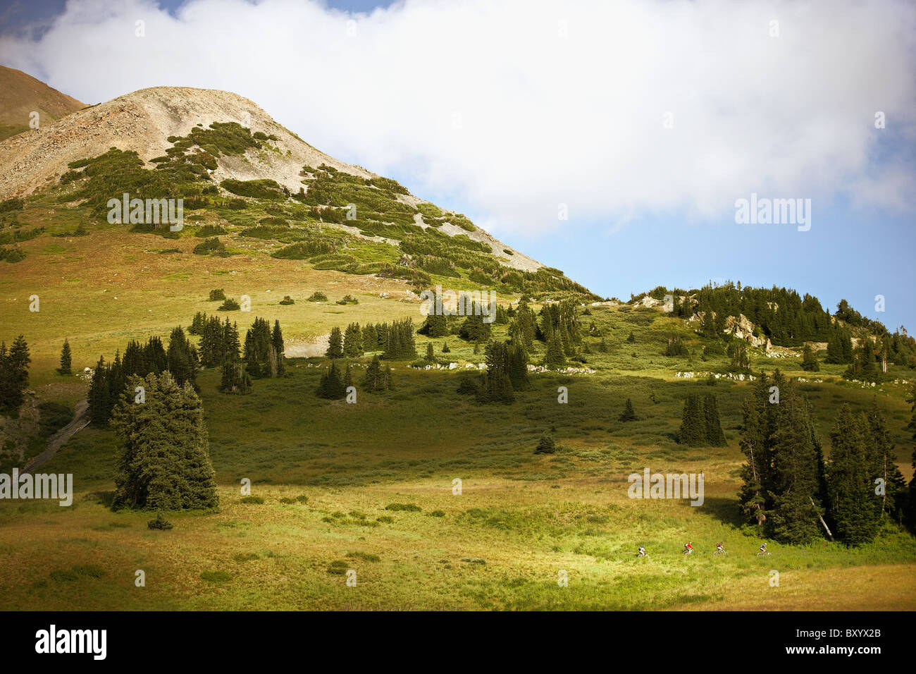 Trees on mountain slope Stock Photo - Alamy