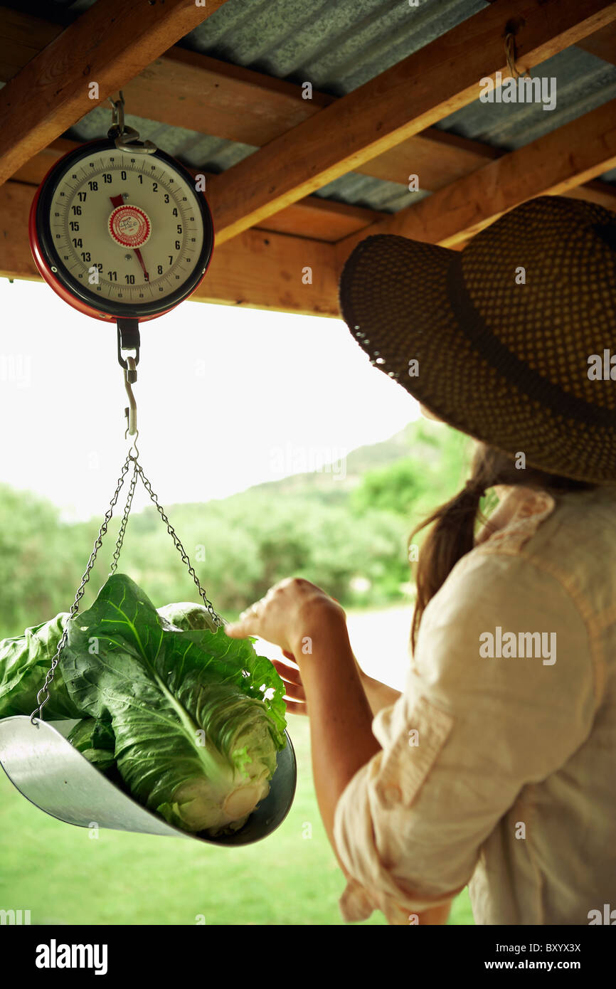Cabbages only hi-res stock photography and images - Alamy