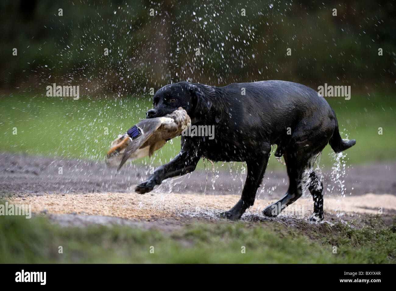Labrador Retriever on a shoot day Stock Photo - Alamy