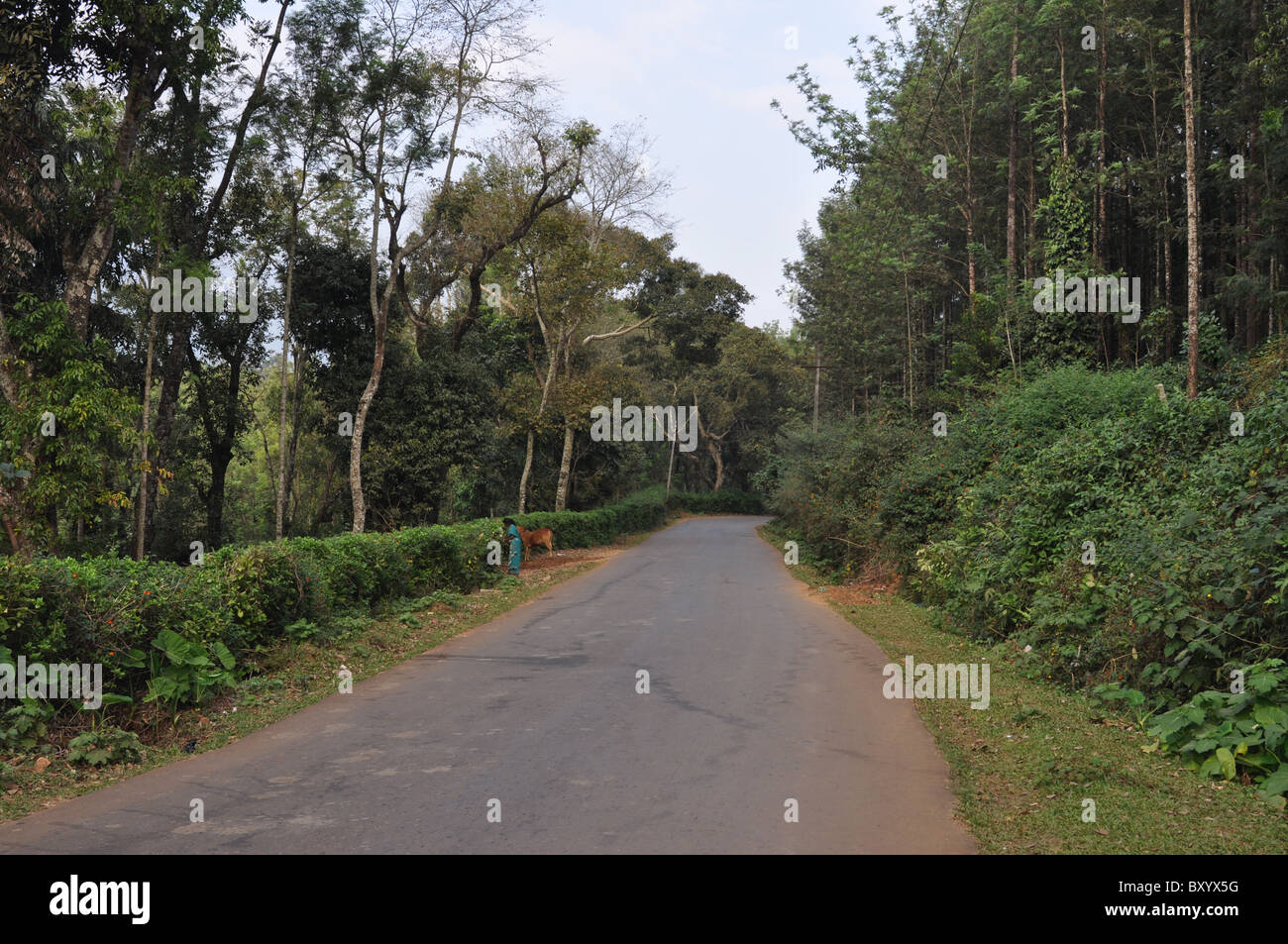 Coffee plantaion hi-res stock photography and images - Alamy
