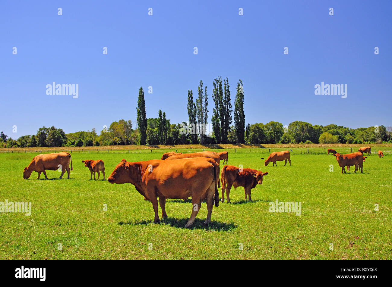 Dairy farming new zealand hi-res stock photography and images - Alamy