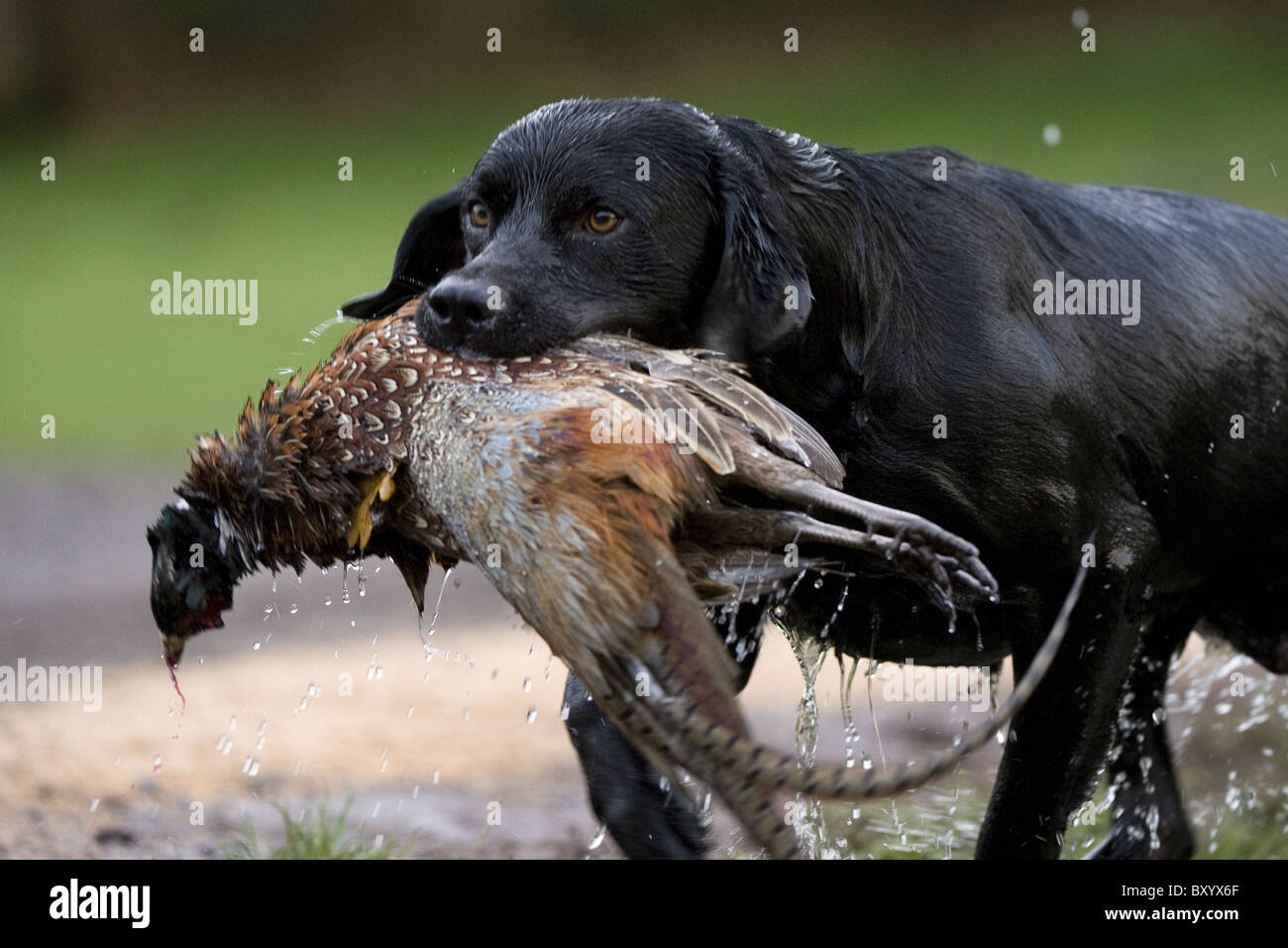 Labrador Retriever on a shoot day Stock Photo - Alamy